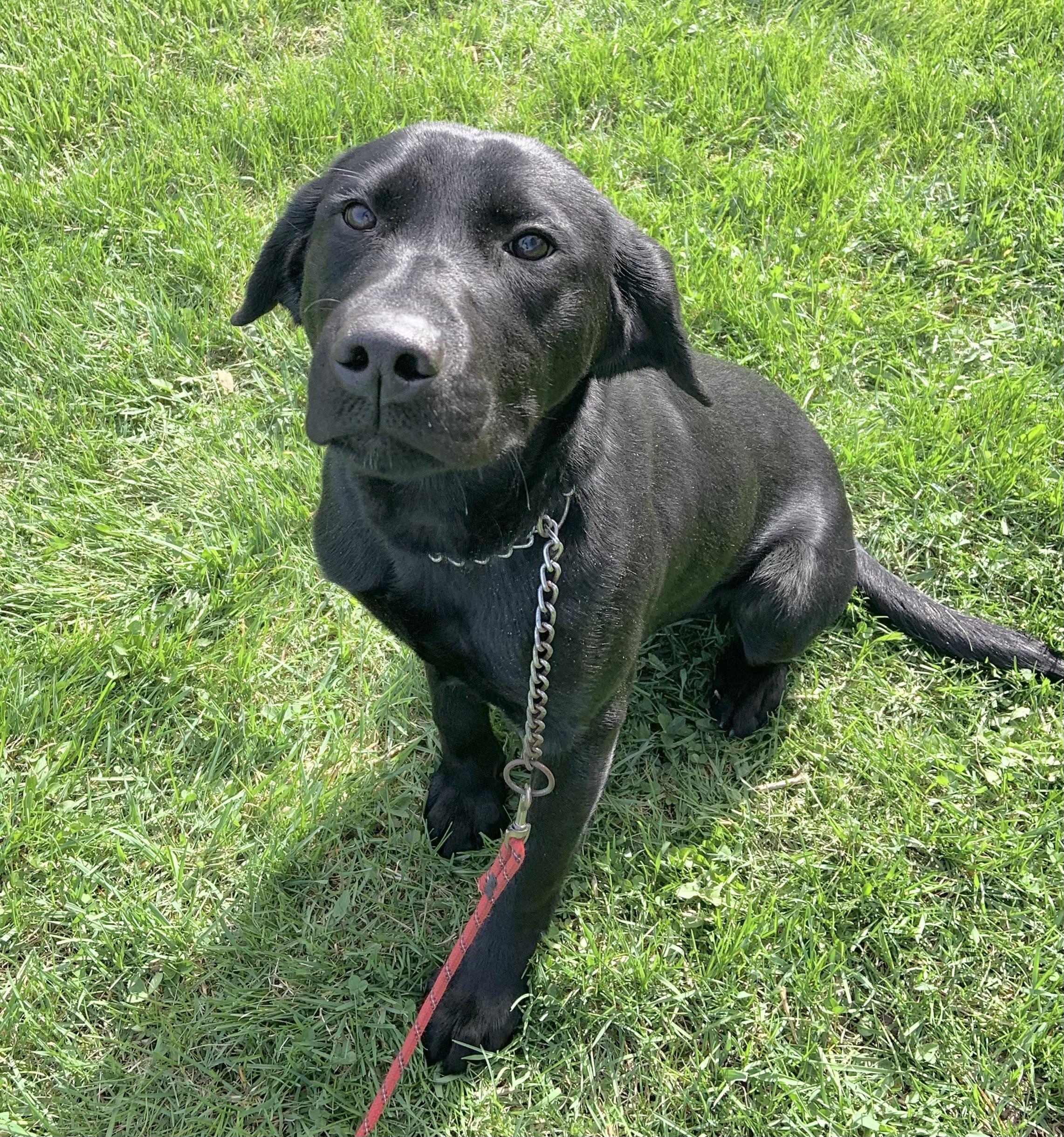 Dog for adoption - Boomer, a Black Labrador Retriever Mix in Massena ...