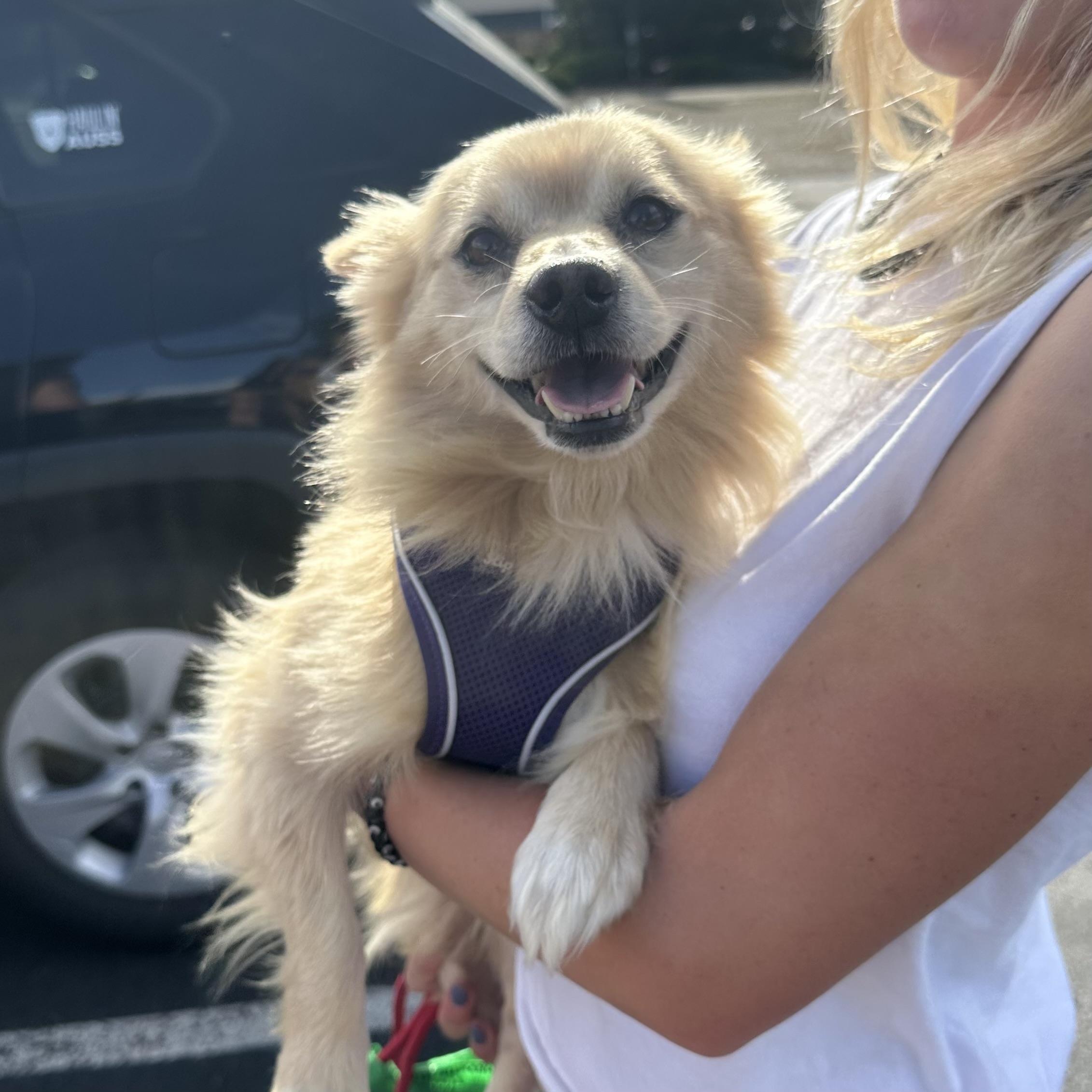 Dog for adoption - Ollie, a Pomeranian & Corgi Mix in Boulder, CO ...
