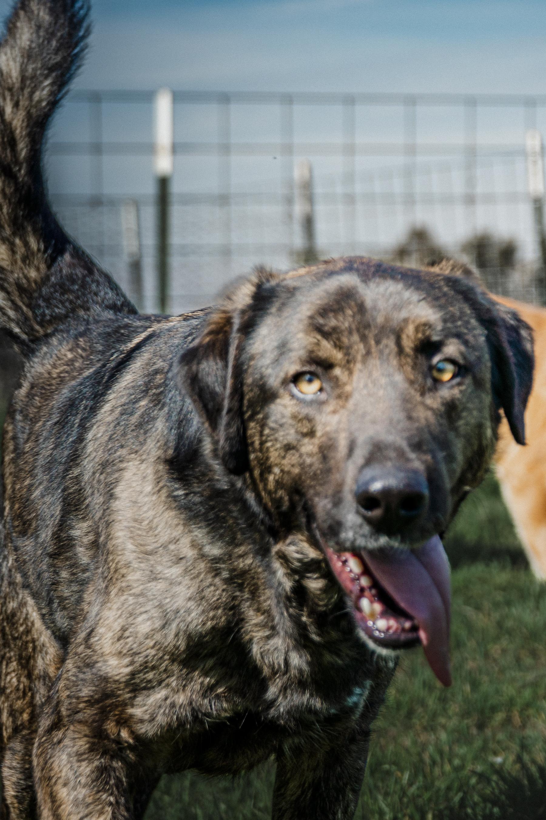 Dog for adoption - Grizz, a Labrador Retriever & Plott Hound Mix in ...