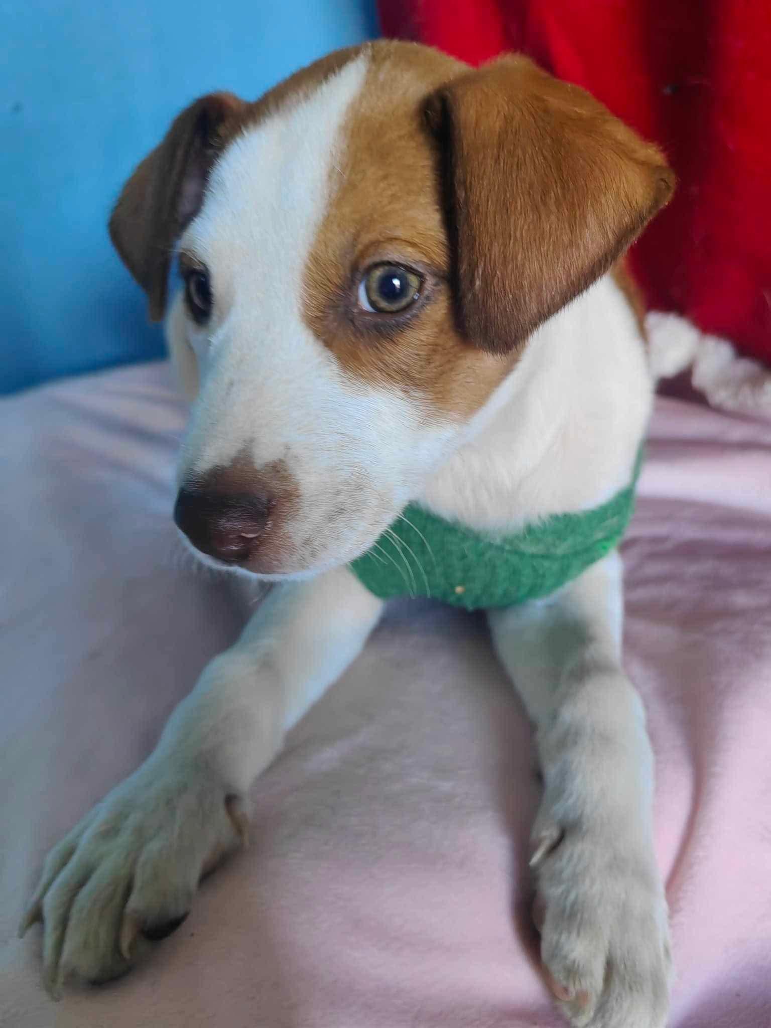 Dog for adoption - Lina, a Mixed Breed in Puyallup, WA | Petfinder