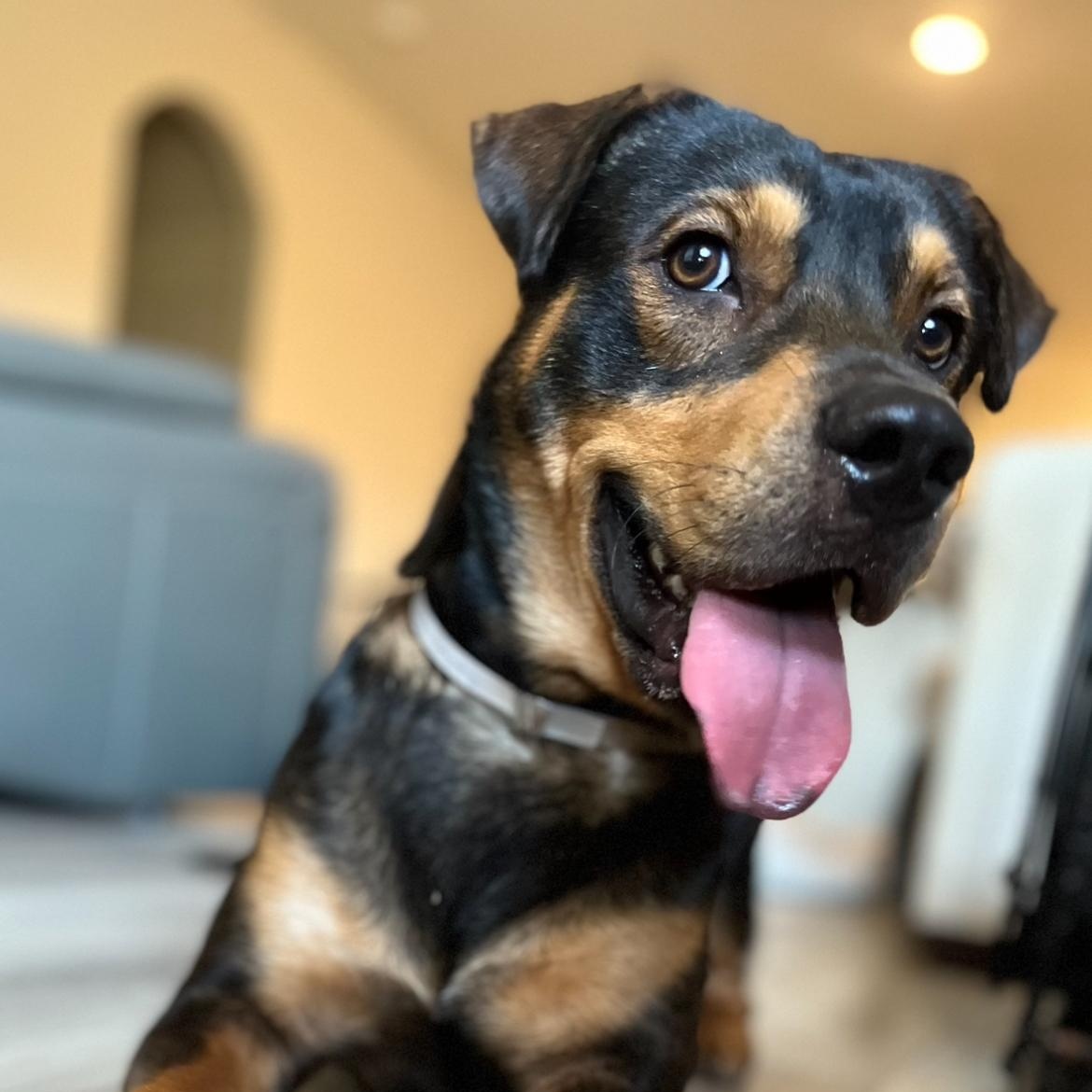 Dog for adoption - Georgio, a Mixed Breed in Stowe, VT | Petfinder