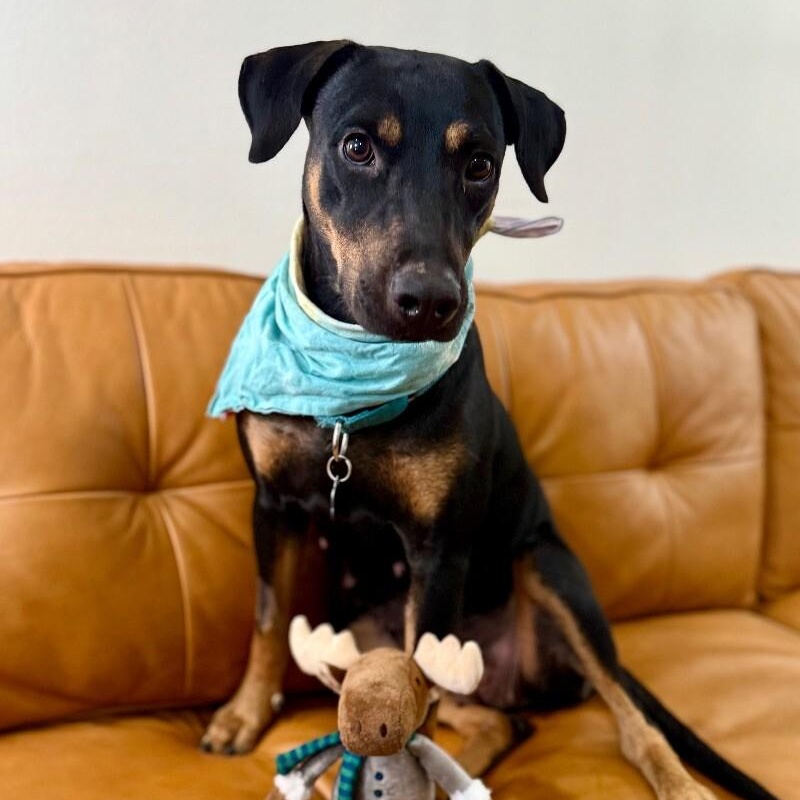 Dog for adoption - Maggie the mini Dobie, a Doberman Pinscher ...