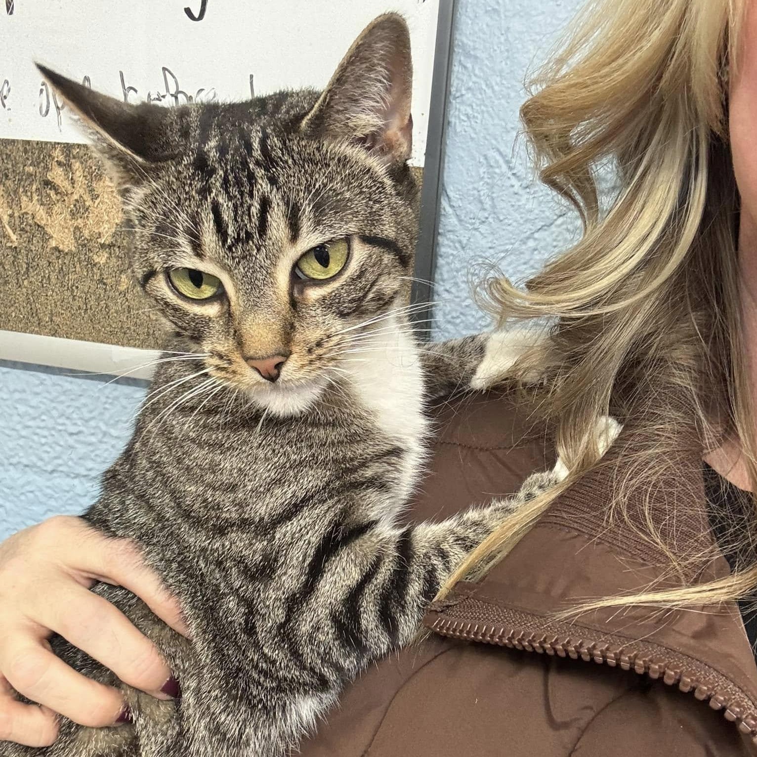 Cat for adoption - Tessa, a Domestic Short Hair in Bloomfield, NJ ...