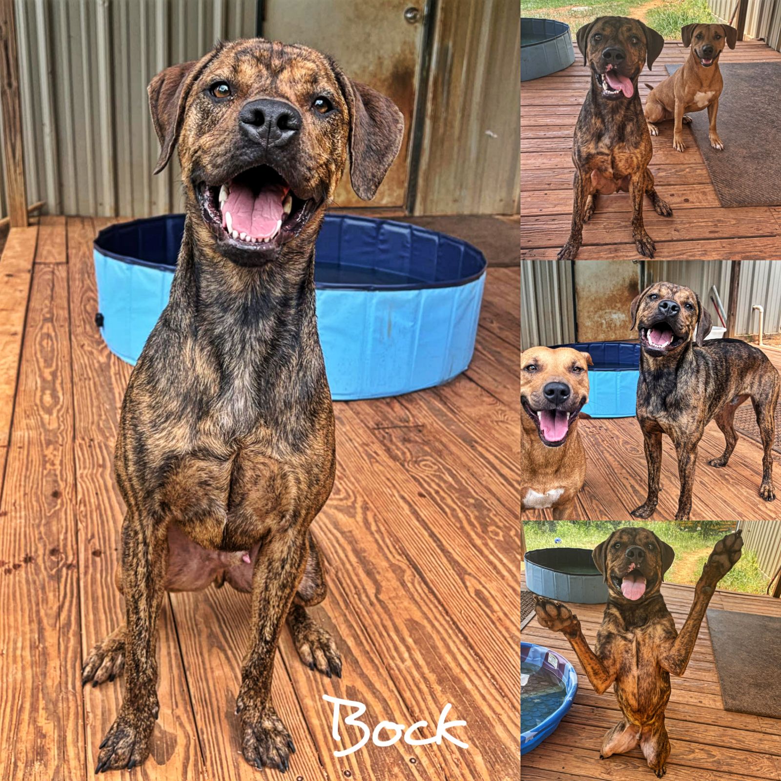 Dog for adoption - Bock, a Plott Hound & Pit Bull Terrier Mix in ...