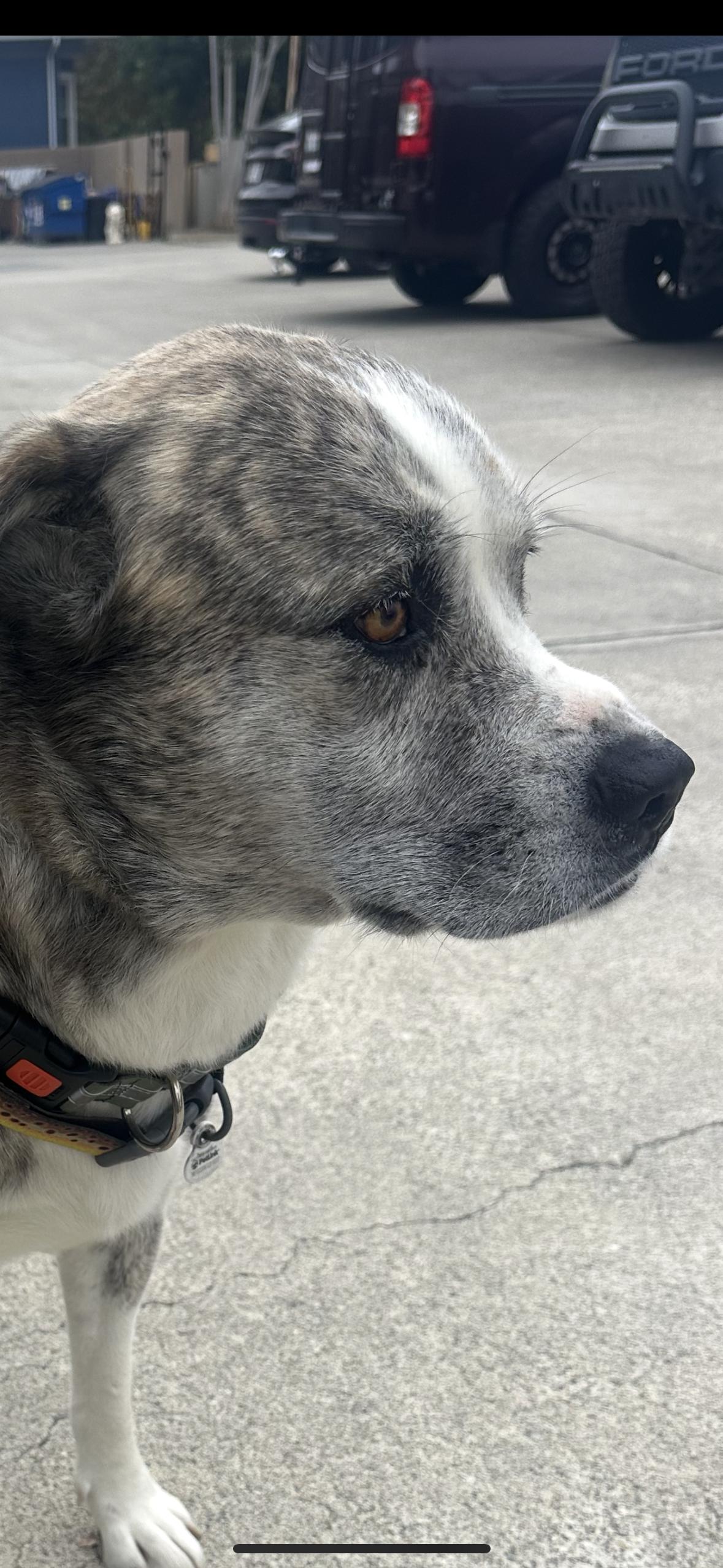 Dog for adoption - Burt, an Alaskan Malamute & Labrador Retriever Mix ...