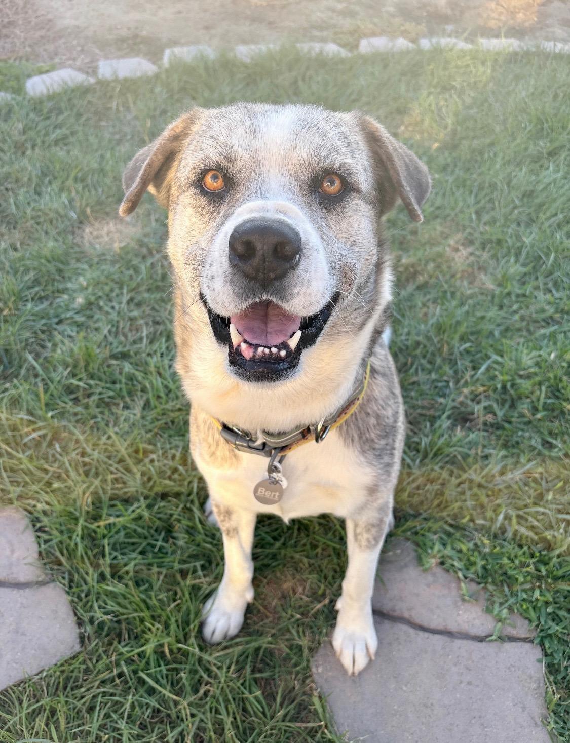 Dog for adoption - Burt, an Alaskan Malamute & Labrador Retriever Mix ...