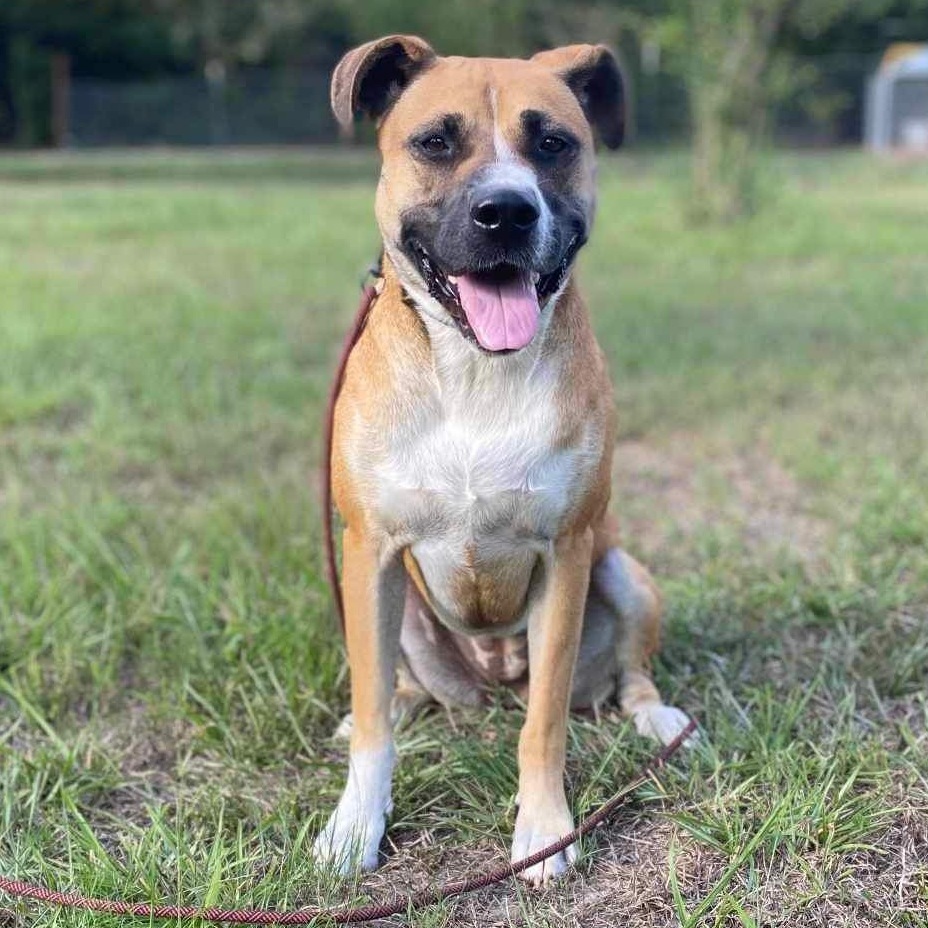 Dog for adoption - SHYLA, a Black Mouth Cur & Boxer Mix in Farmington ...