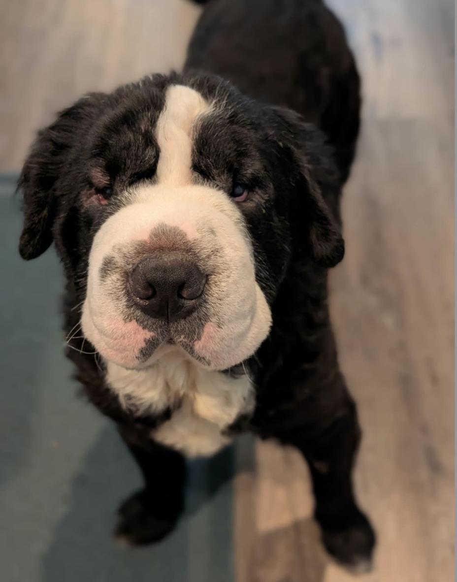 Dog for adoption - HALSIN, a Shar-Pei & Standard Poodle Mix in Cameron ...