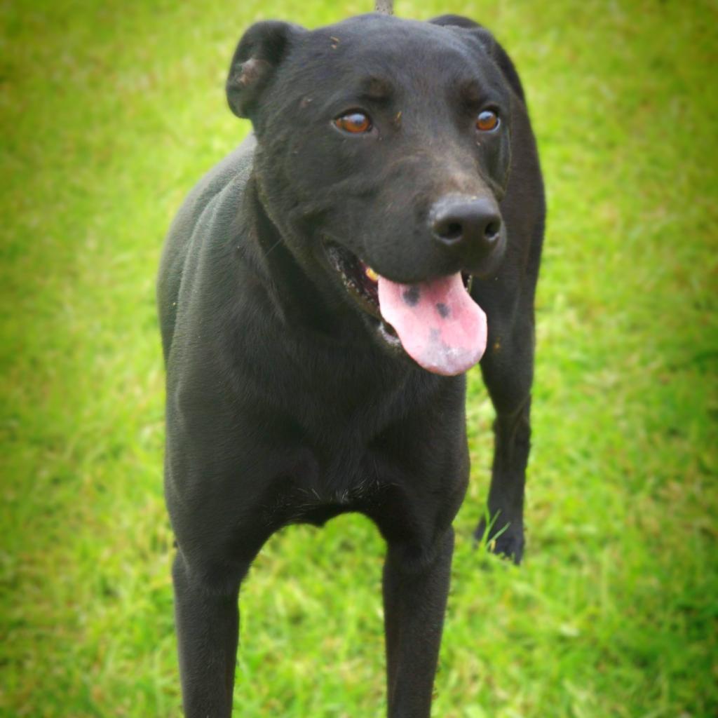 Dog for adoption - Shadow JuM, a Black Labrador Retriever & Whippet Mix ...