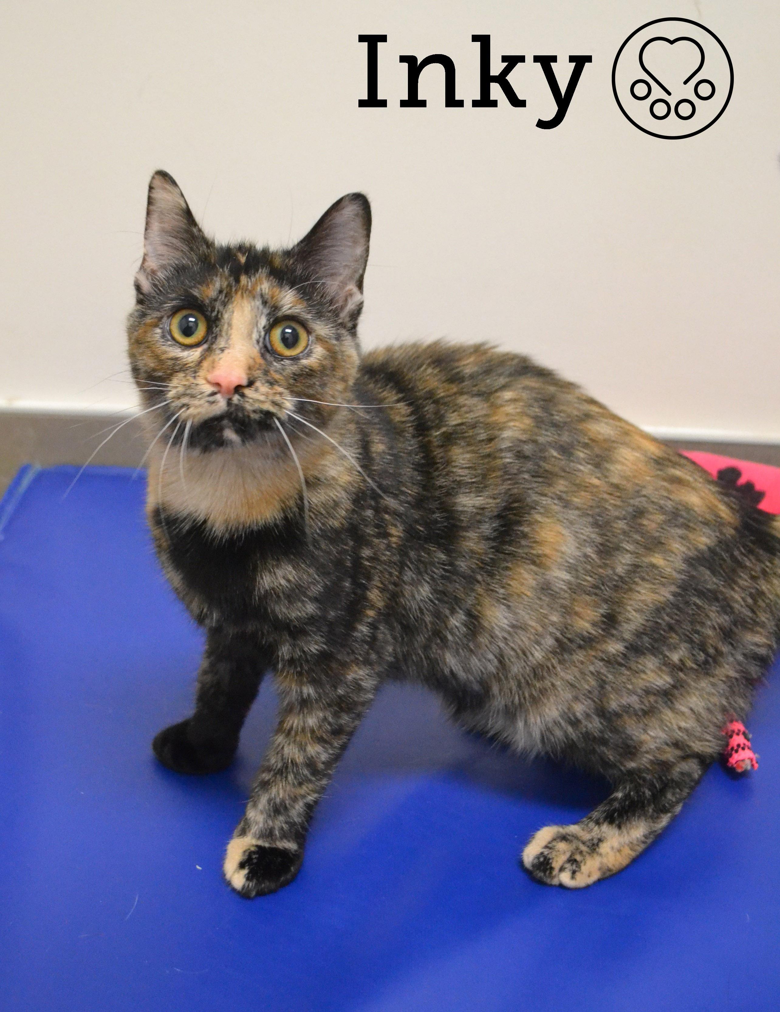 Cat for adoption - Inky, a Domestic Short Hair in Anjou, QC | Petfinder