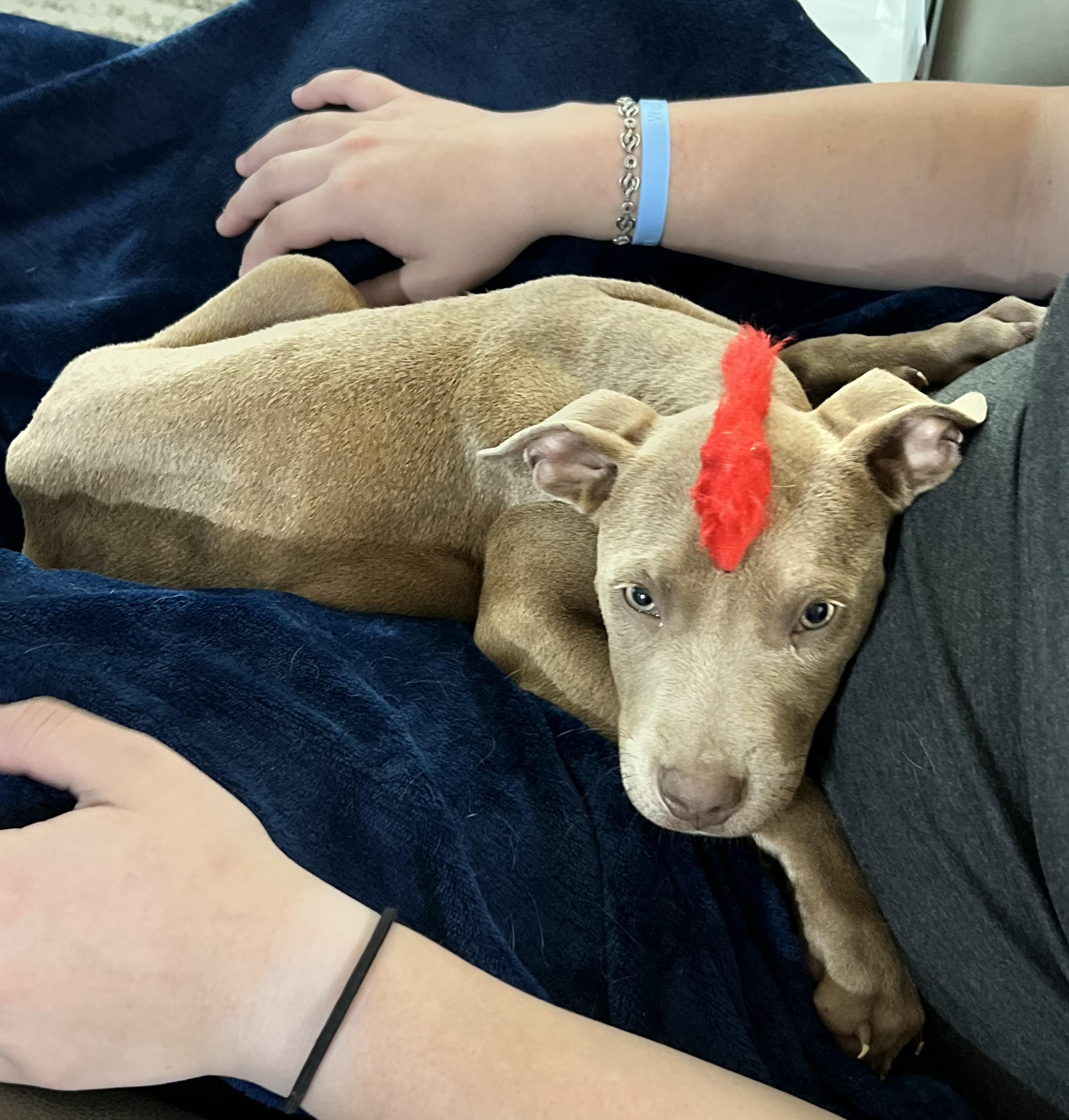 Dog for adoption - Twix, a Mixed Breed in Spokane, WA | Petfinder