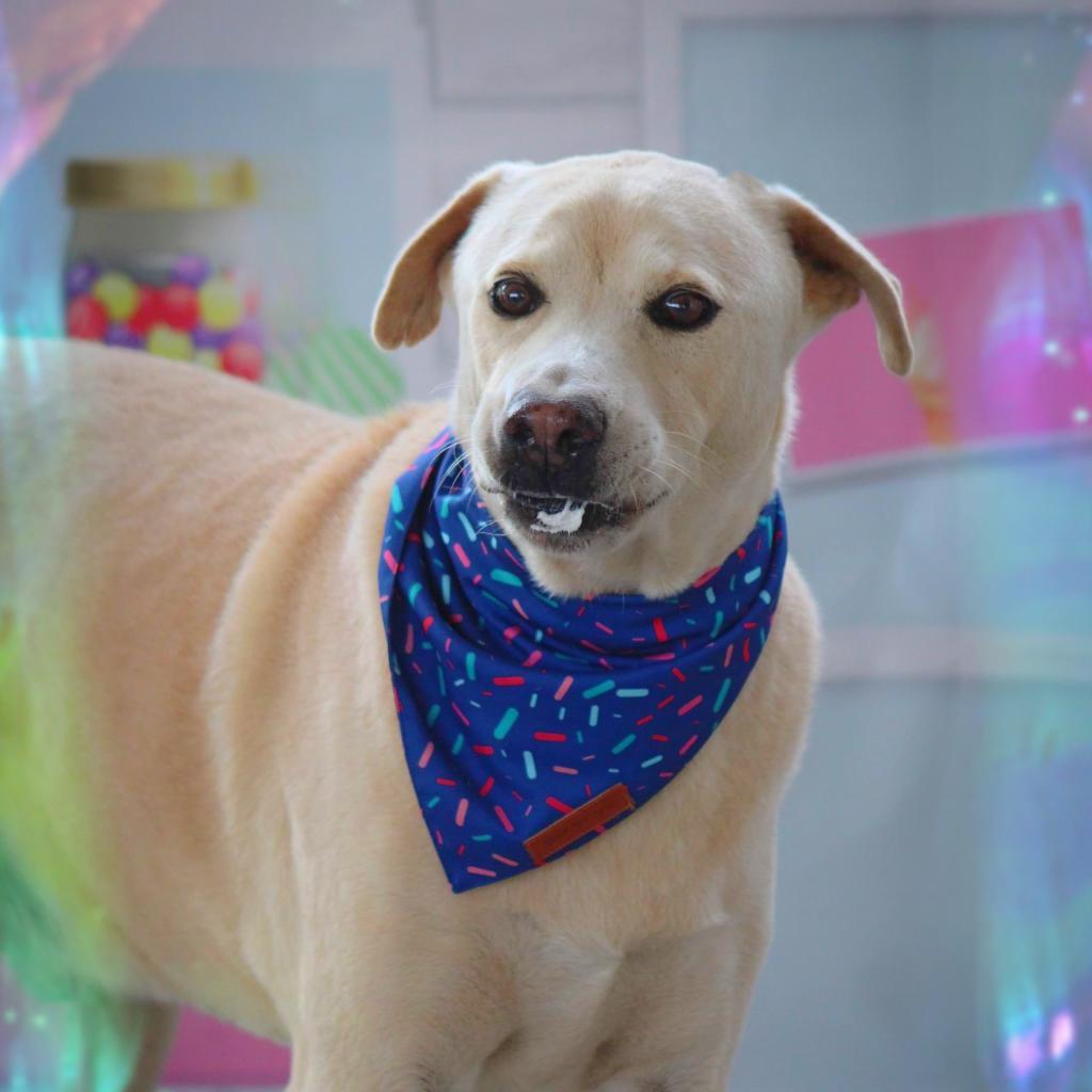 Dog for adoption - Barry Hubris JuM, a Yellow Labrador Retriever ...