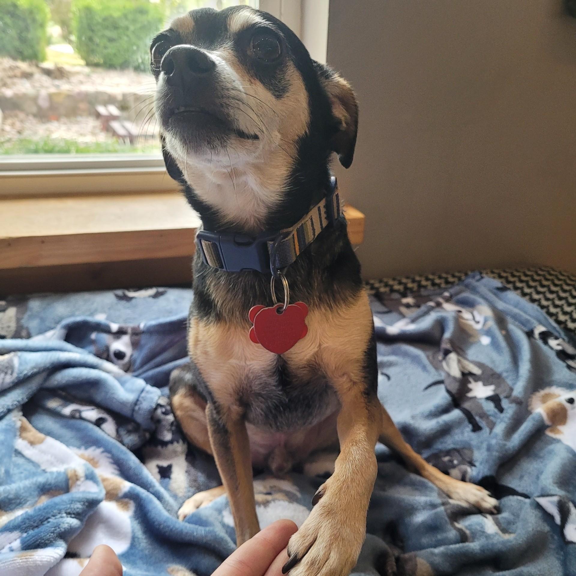 Meet our DOGGOS! - Imagine FURever Ranch