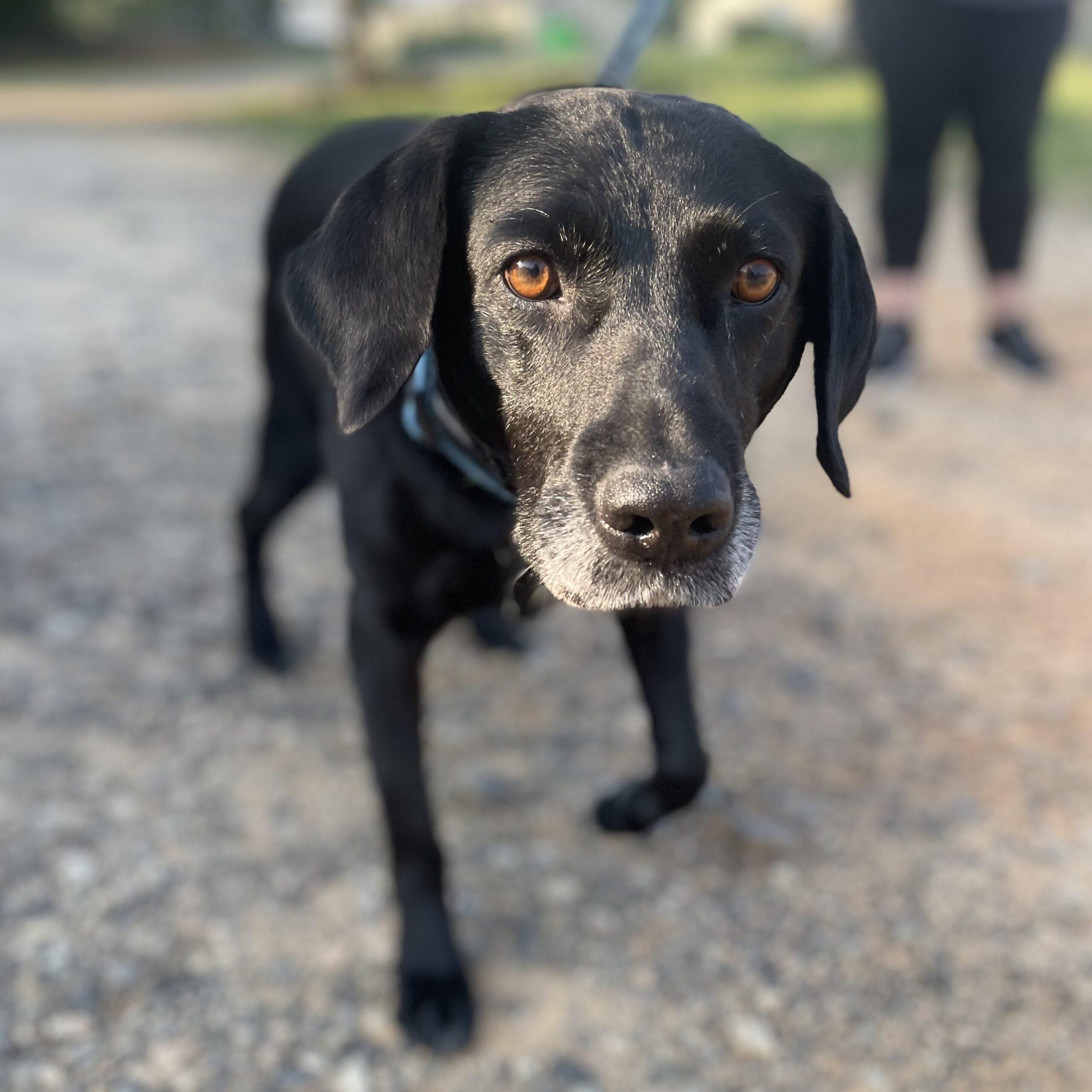 Dog for adoption - Chatter, a Labrador Retriever Mix in Boothbay, ME ...