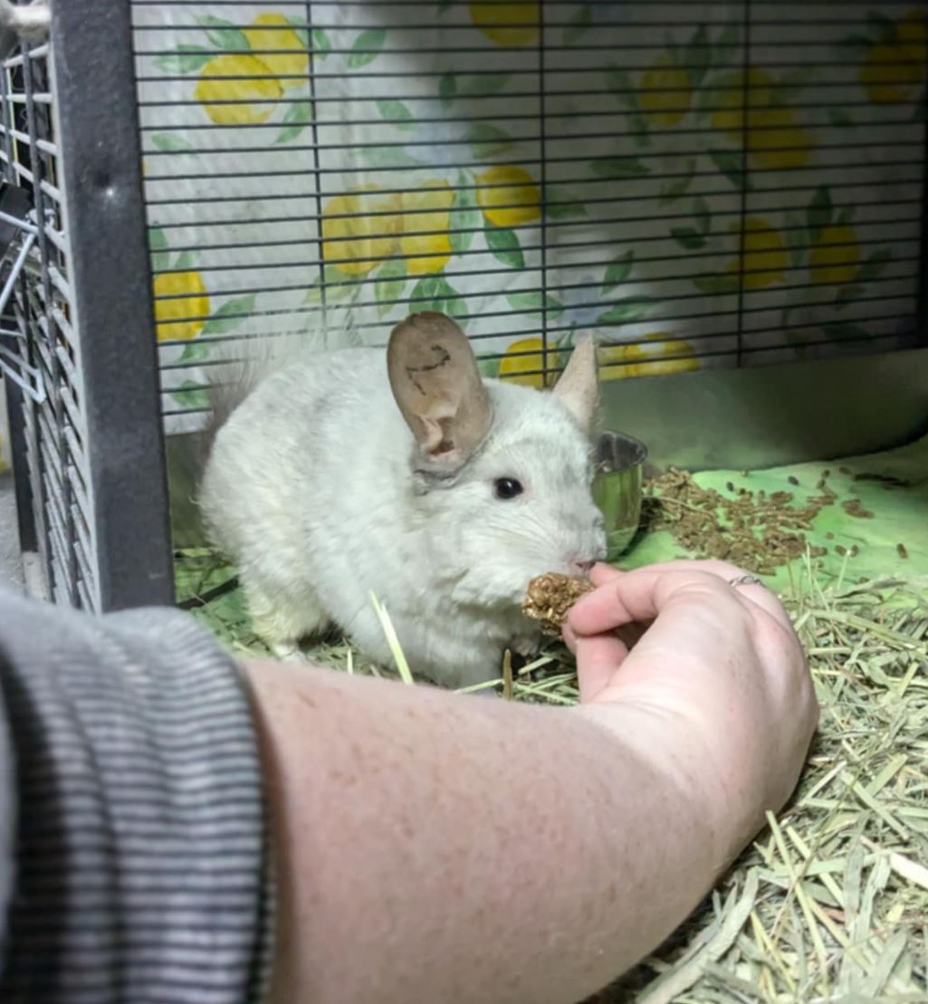 Chinchilla for adoption - Baggins #2, a Chinchilla in Modesto, CA ...