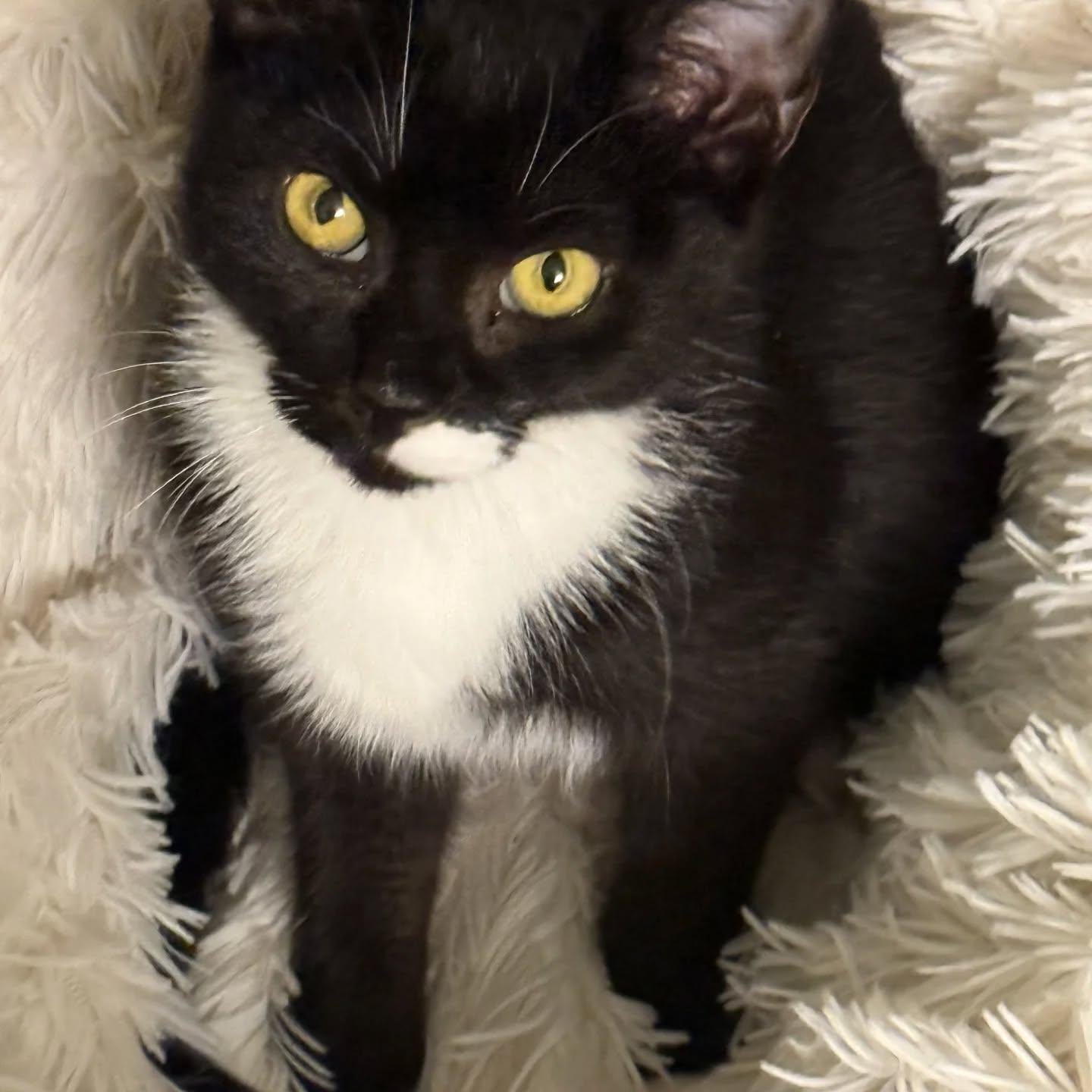 Cat for adoption - Penny (shy 5 month old but sweet!), a Domestic Short ...