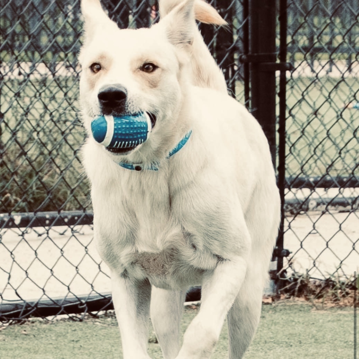 Dog for adoption - Ames - loves fetch, very friendly, a Labrador ...