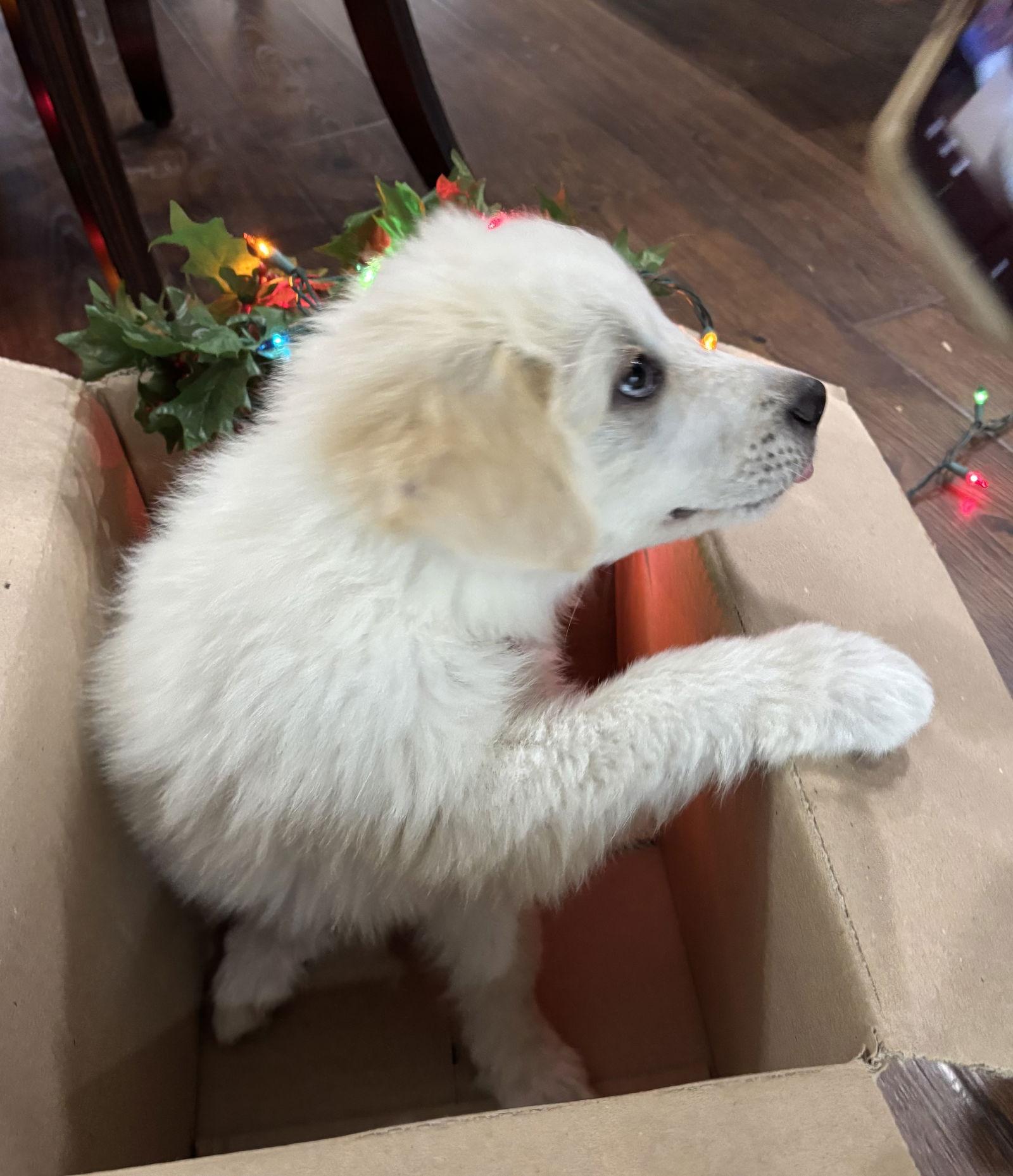 Dog for adoption - Lainey, a Great Pyrenees in Janesville, WI | Petfinder