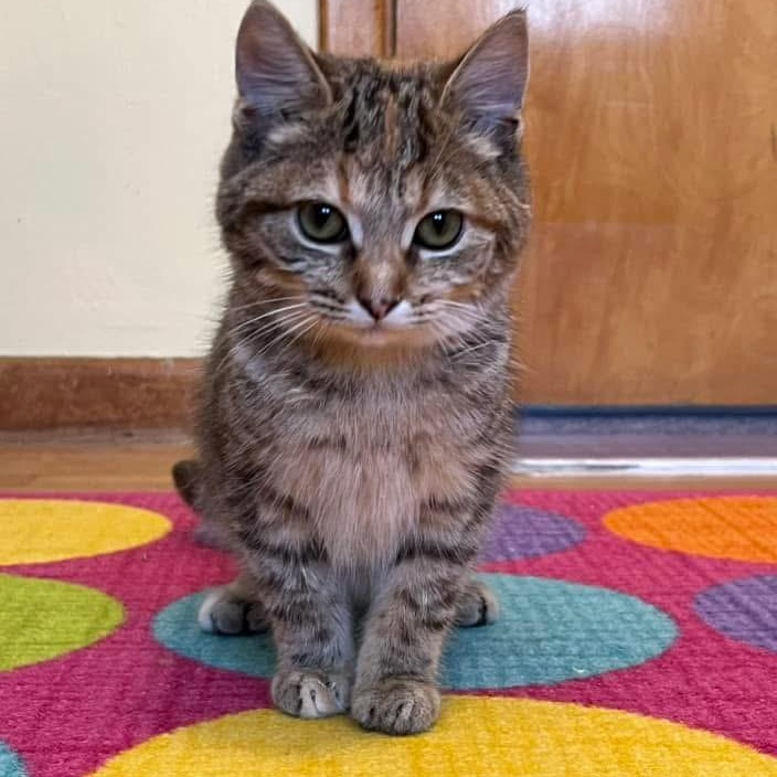 Cat for adoption - Sketti, a Tabby & Domestic Short Hair Mix in ...