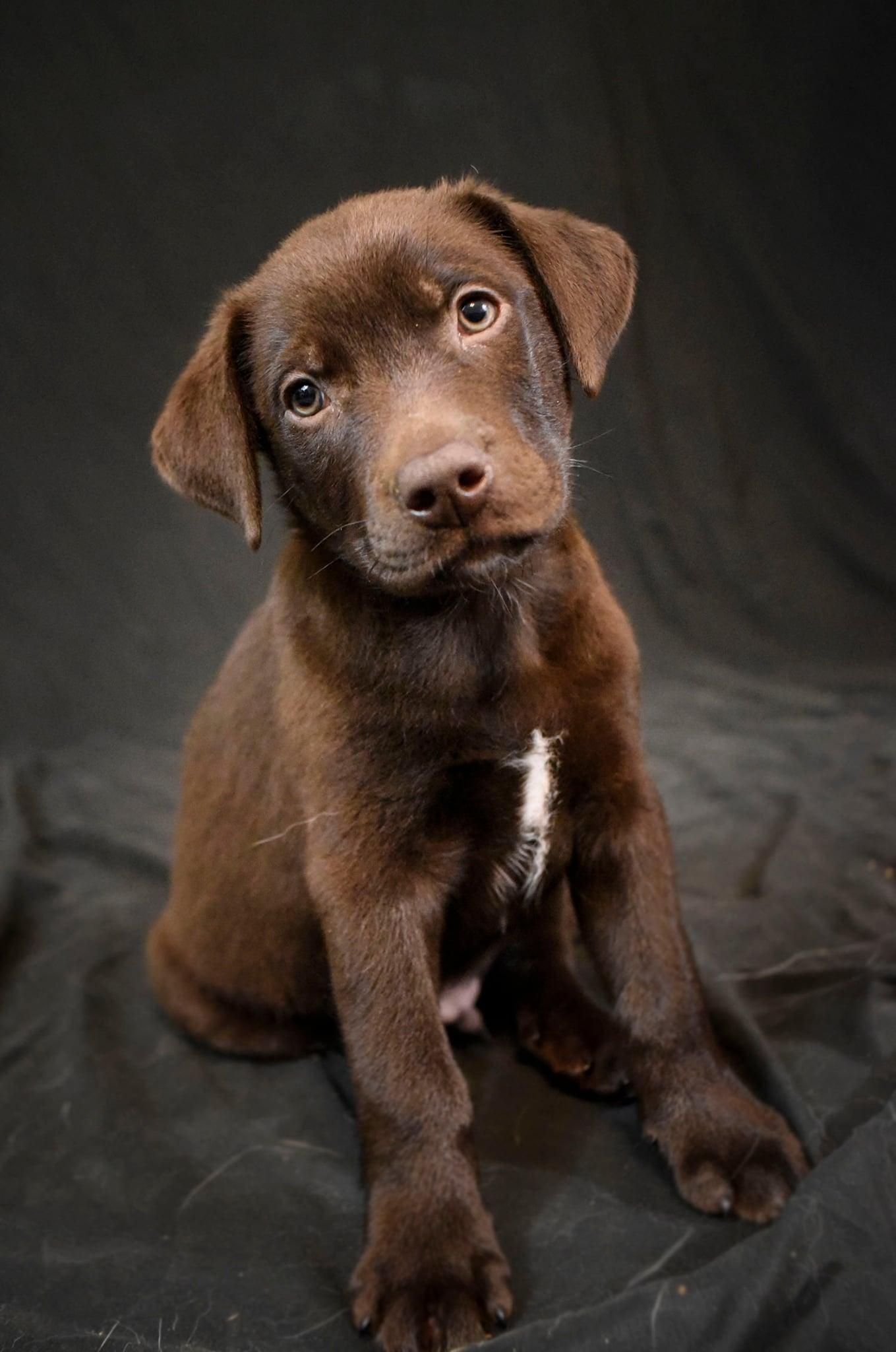 Dog for adoption - Anakin Skywalker, a Labrador Retriever Mix in ...