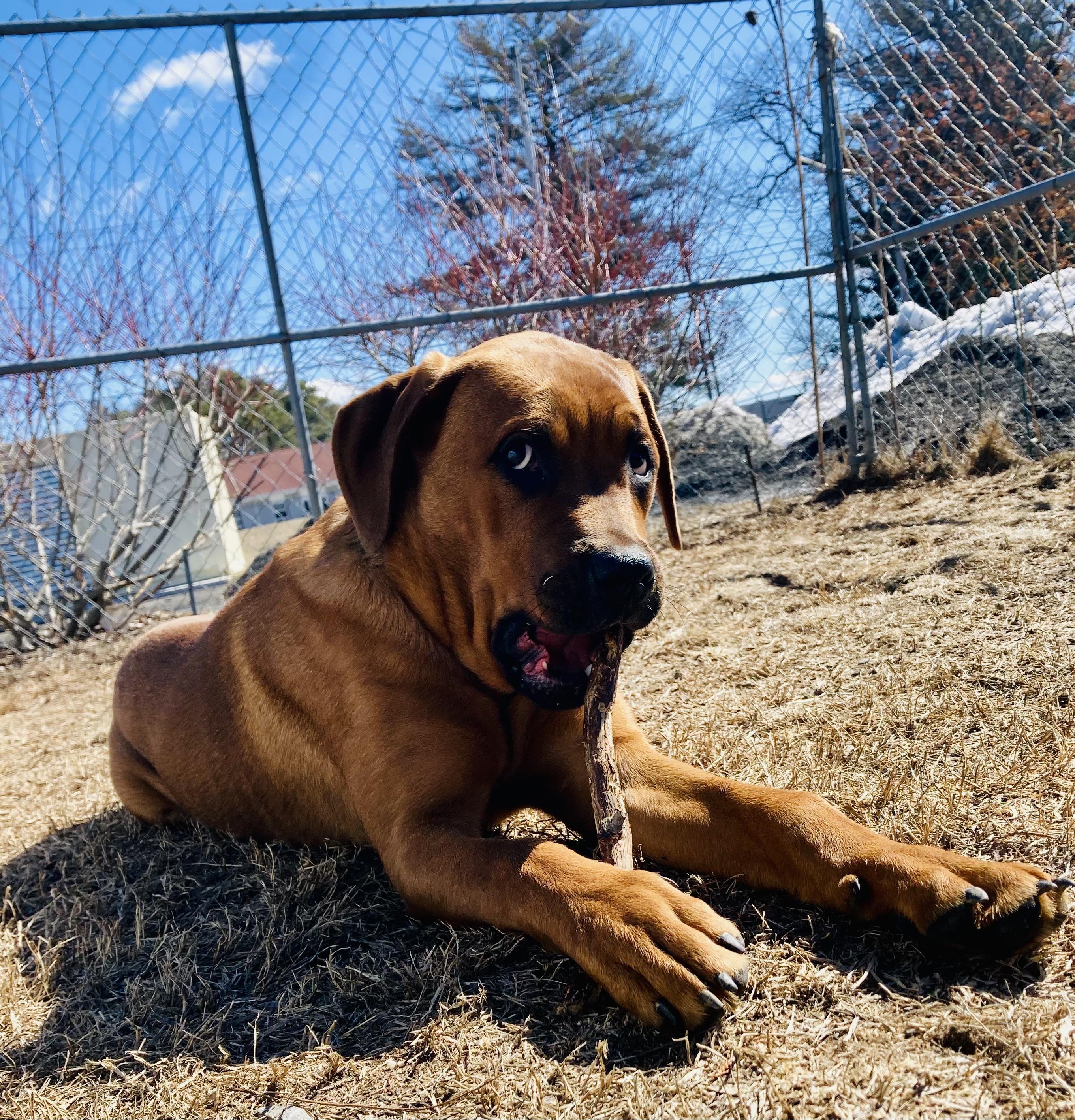 Dog for adoption - Clover, a Rhodesian Ridgeback & Mastiff Mix in ...