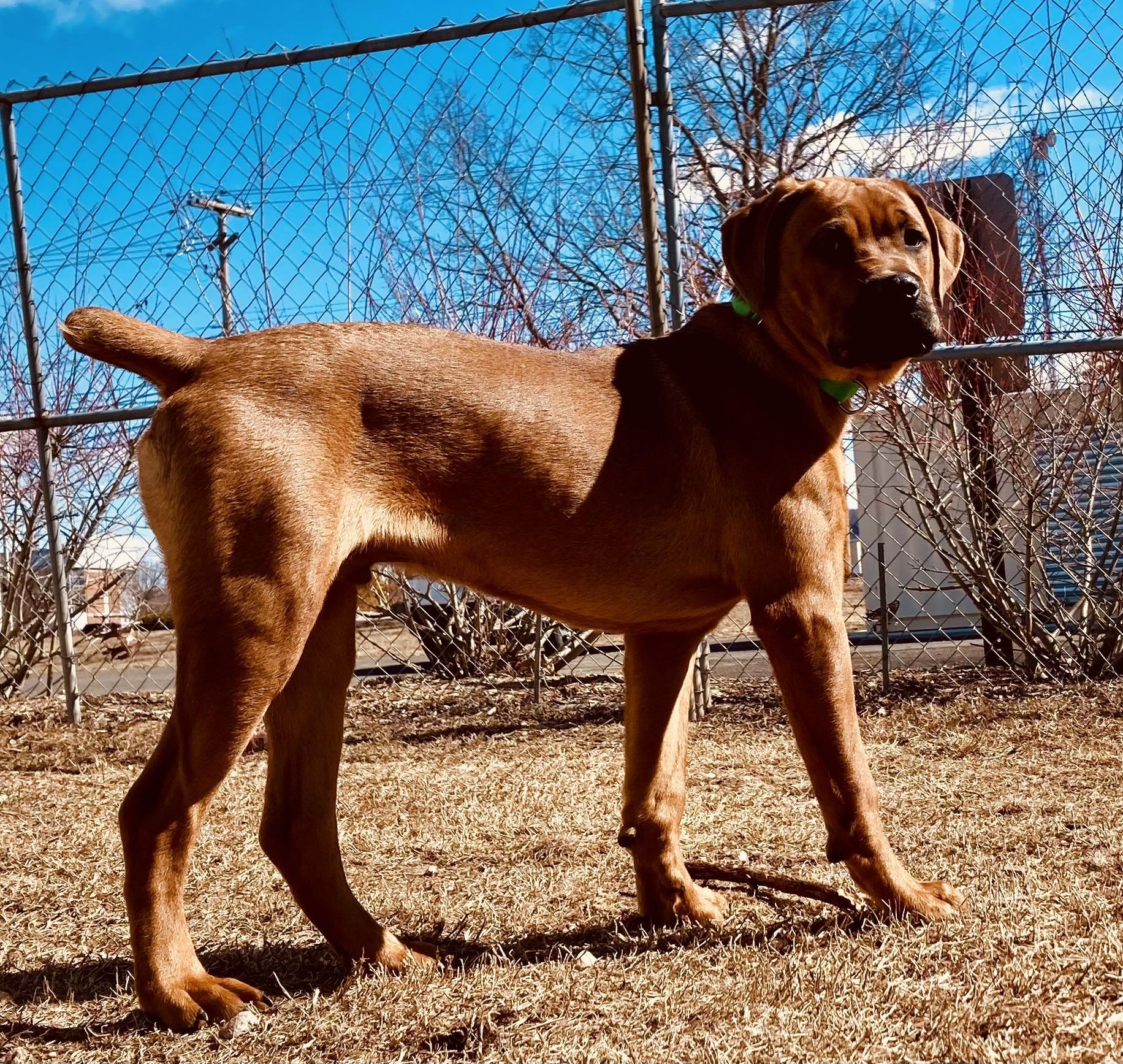 Dog for adoption - Clover, a Rhodesian Ridgeback & Mastiff Mix in ...