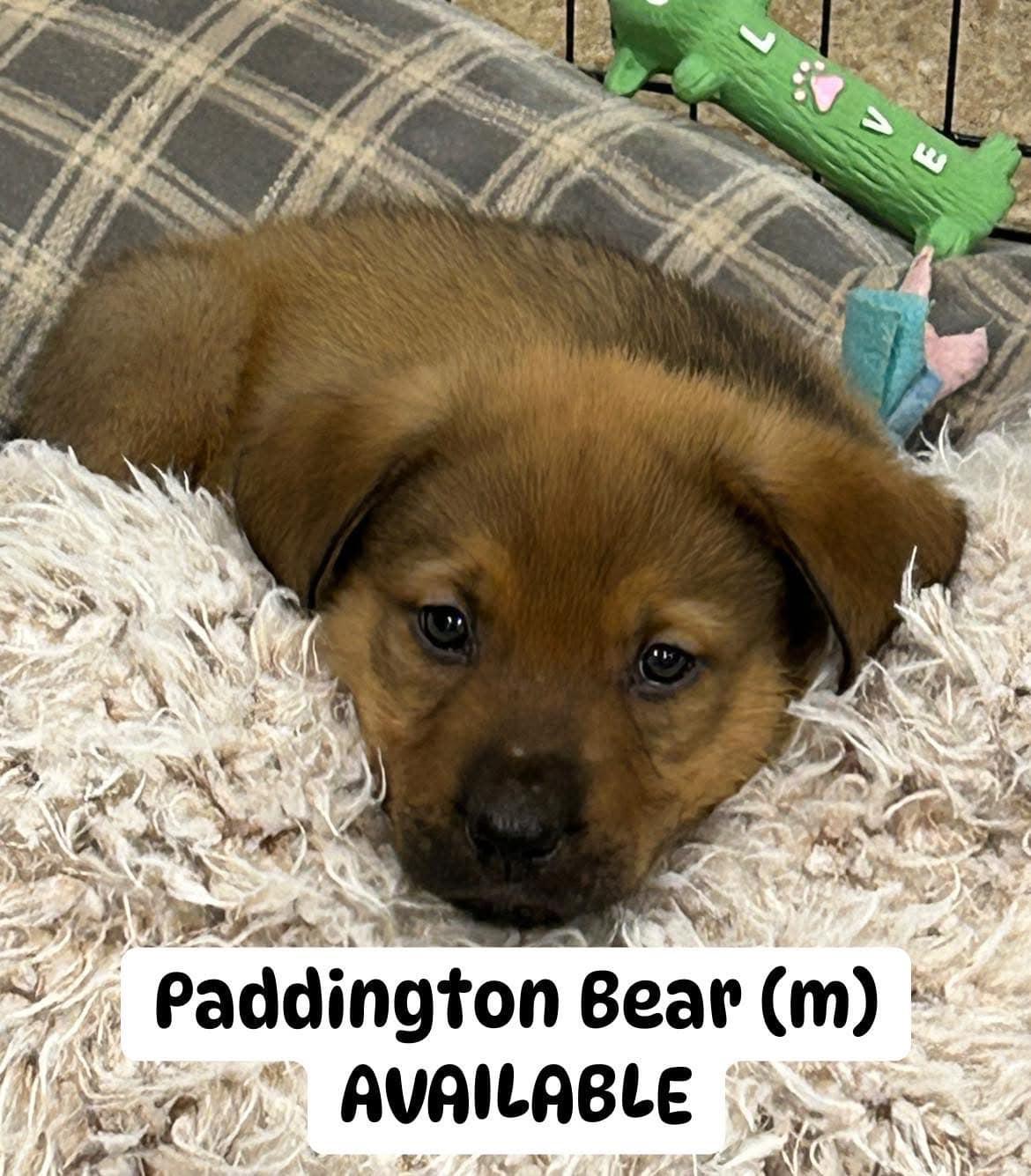 Dog for adoption - Paddington Bear, a Husky & Shepherd Mix in Cloquet ...