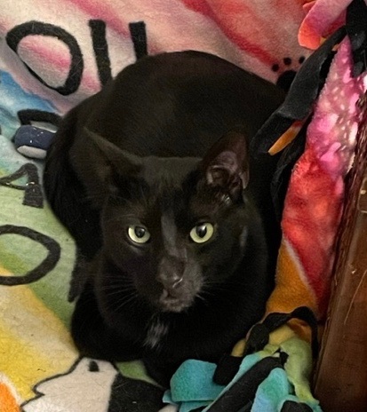 Cat for adoption - Oz, a Domestic Short Hair in Los Angeles, CA | Petfinder