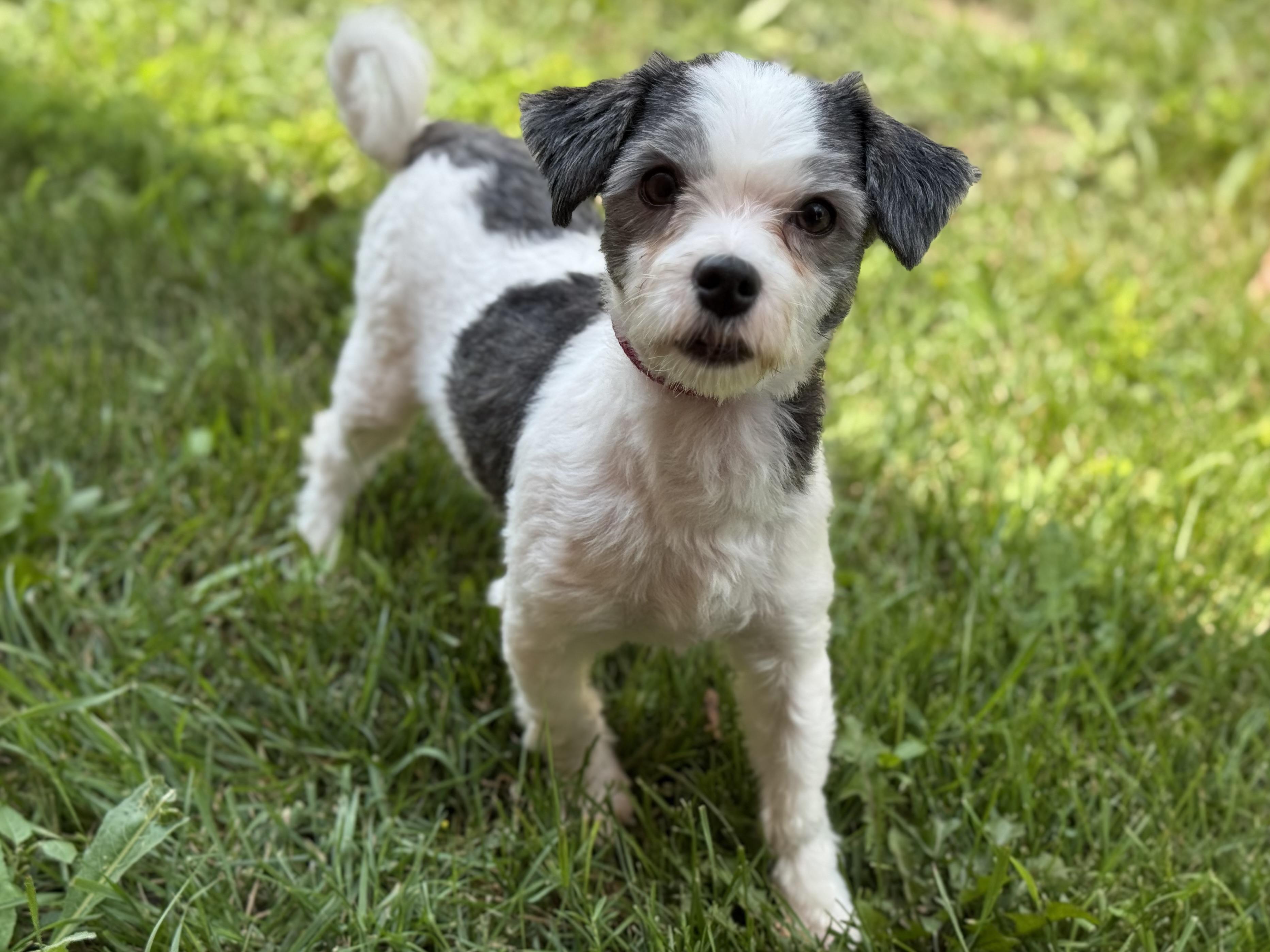 Dog for adoption - Donald Duck, a Maltipoo Mix in Itasca, IL | Petfinder