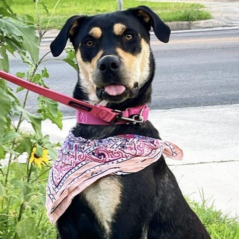 Dog for adoption - Reyna EM*, a Hound & Labrador Retriever Mix in ...