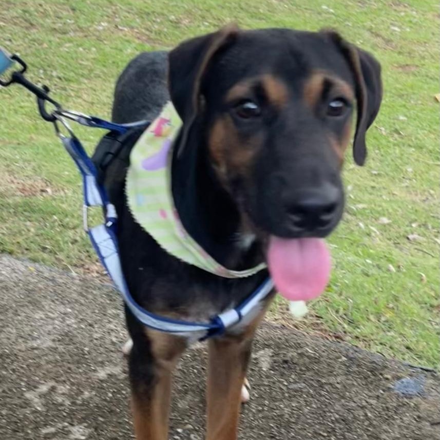 Dog for adoption - ALEX, a Labrador Retriever in New York, NY | Petfinder