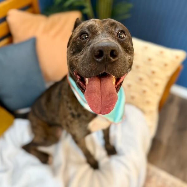 Dog for adoption - Blaze Sets Your Heart on Fire, an American Bulldog ...