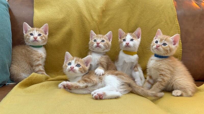 Cat for adoption - Stubby Cutie, a Domestic Short Hair Mix in Portage ...