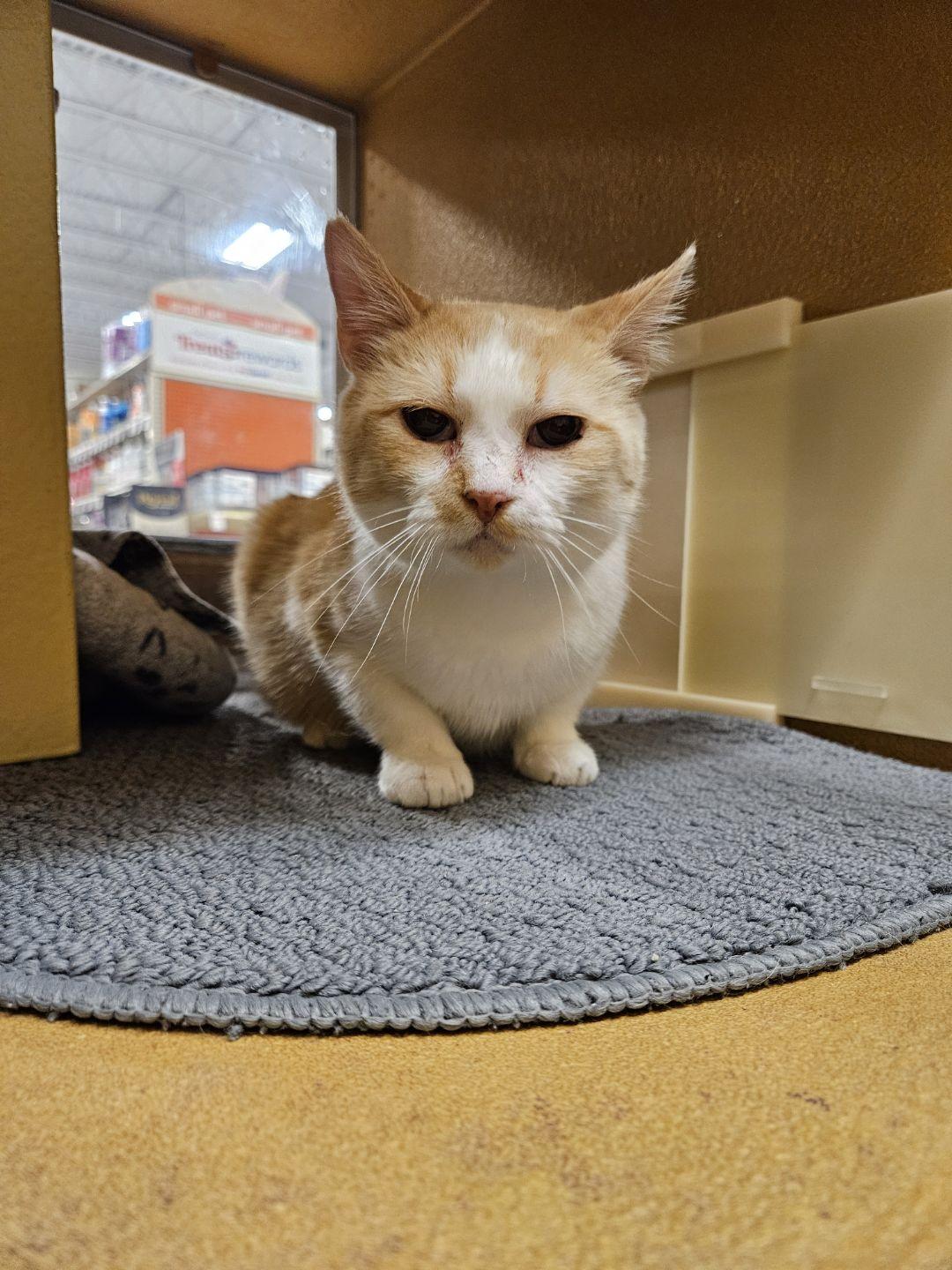 Cat for adoption - Creamsicle, a Domestic Short Hair in Barrington ...