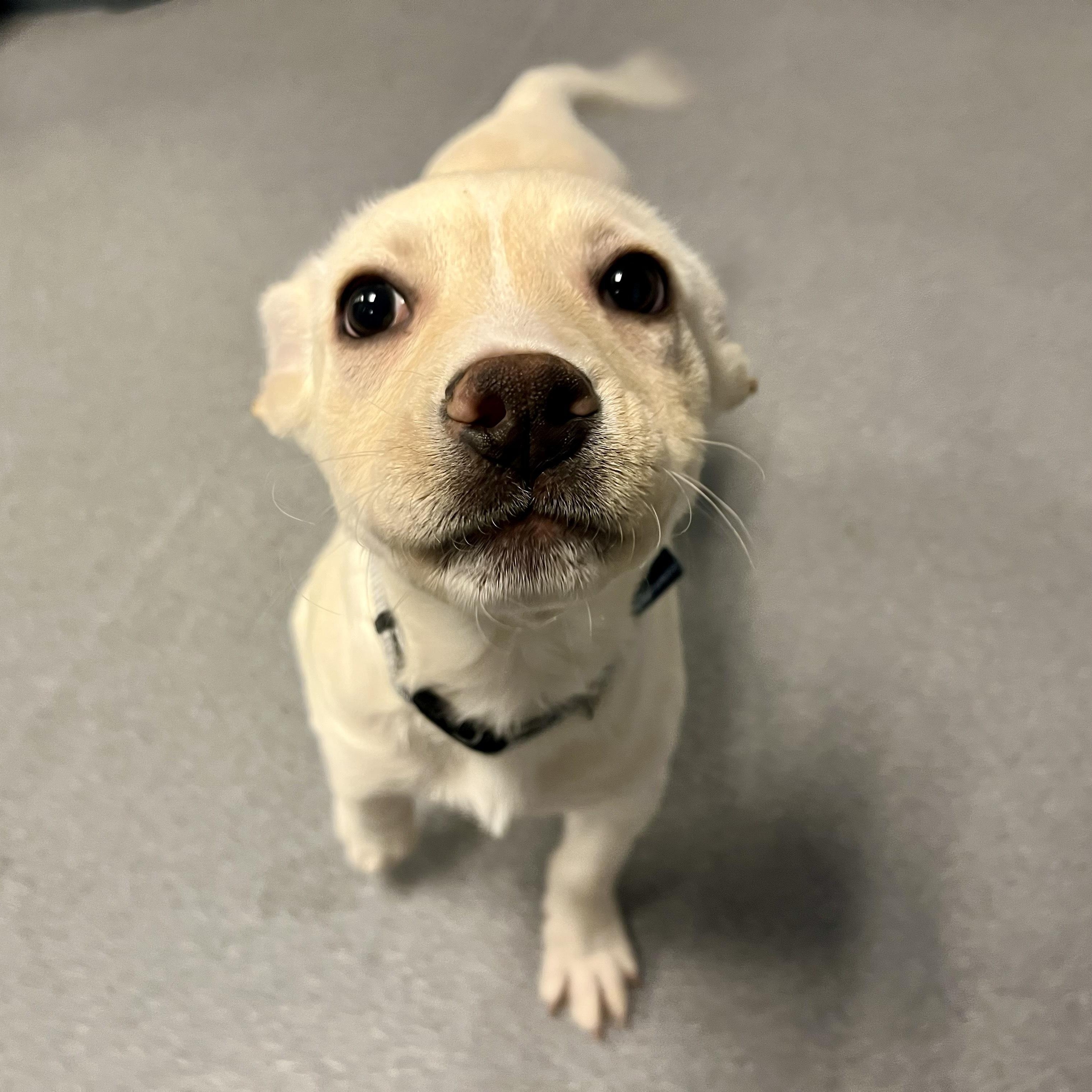 Eleven - Adoptable Pet | Petfinder | Petfinder