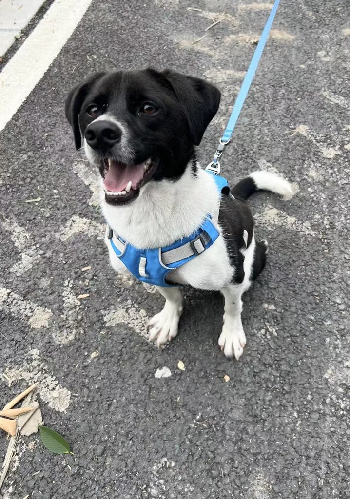 Dog for adoption - Pluto, a Mixed Breed in Markham, ON | Petfinder