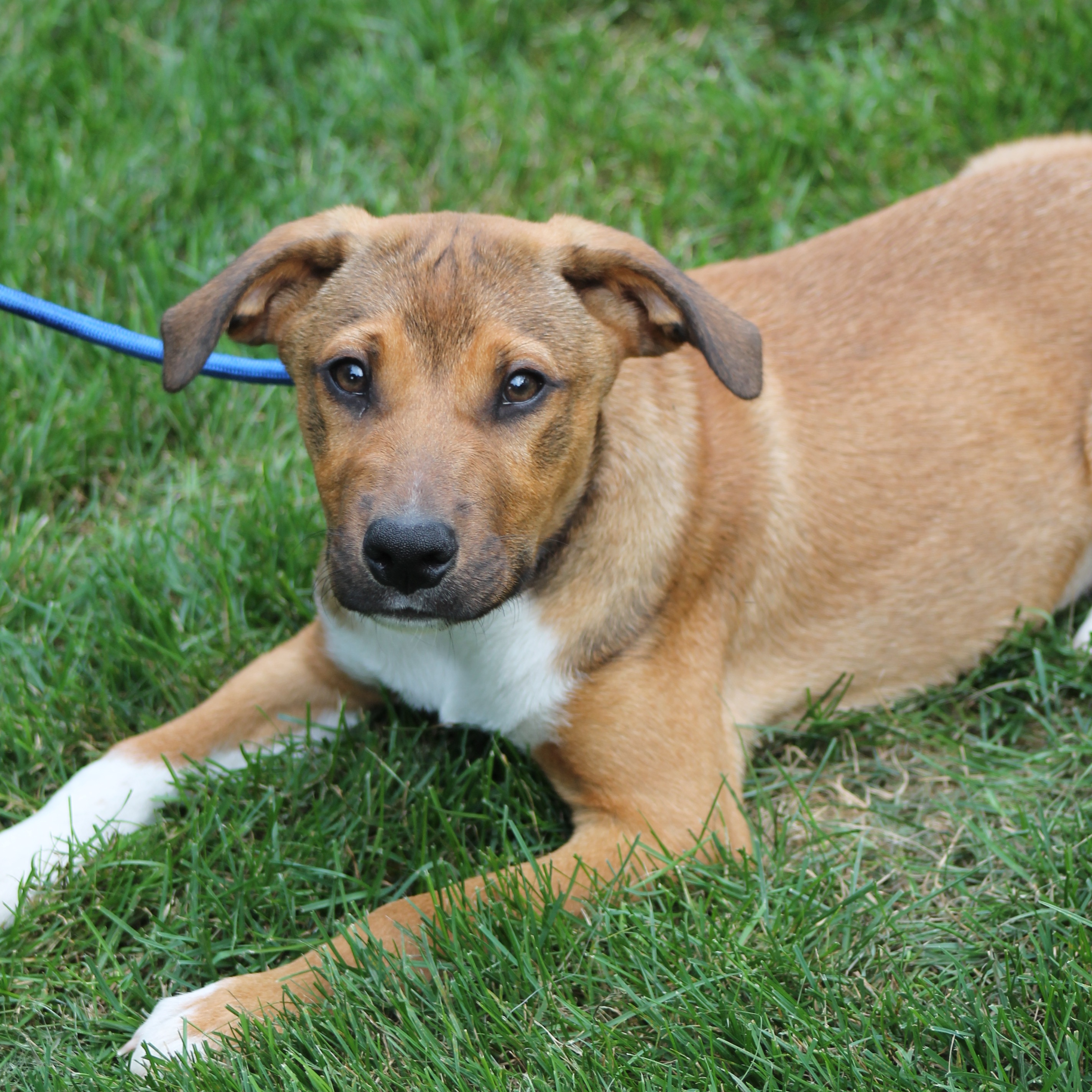 Dog for adoption - Buckeye, a Black Mouth Cur & Australian Shepherd Mix ...