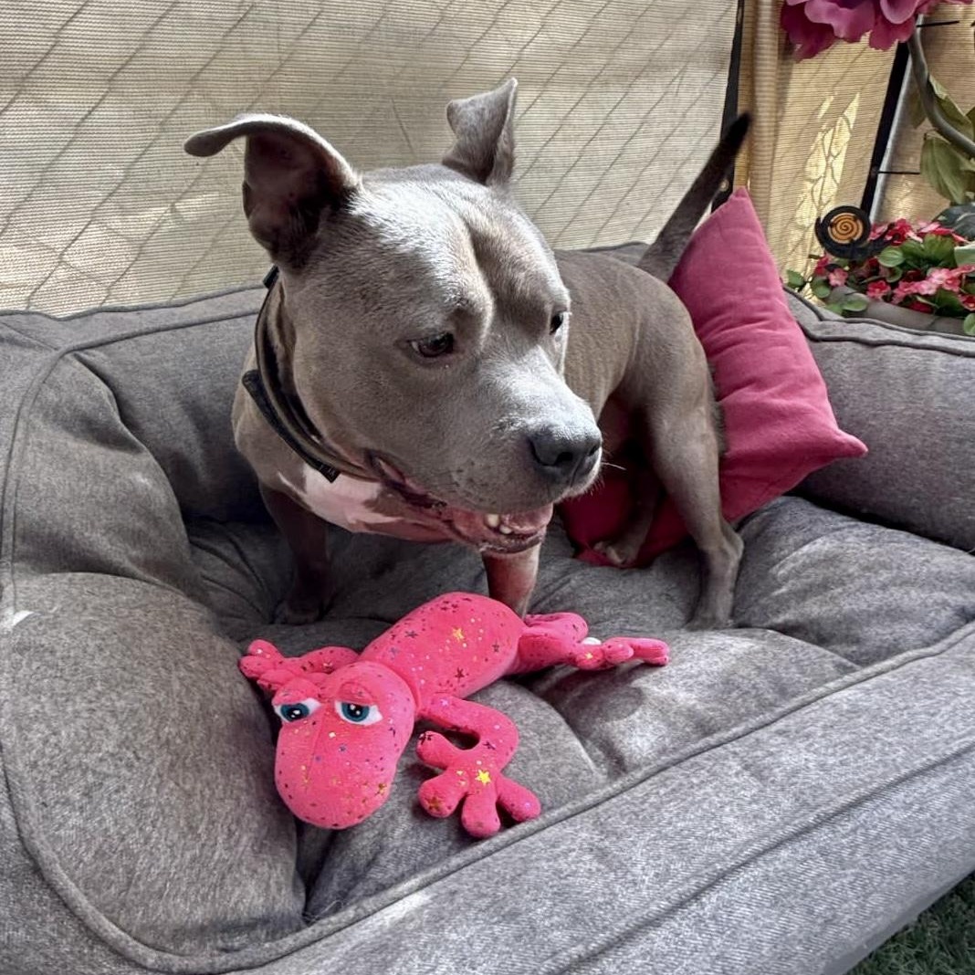 Dog for adoption - Kano, an American Bully Mix in Bend, OR | Petfinder