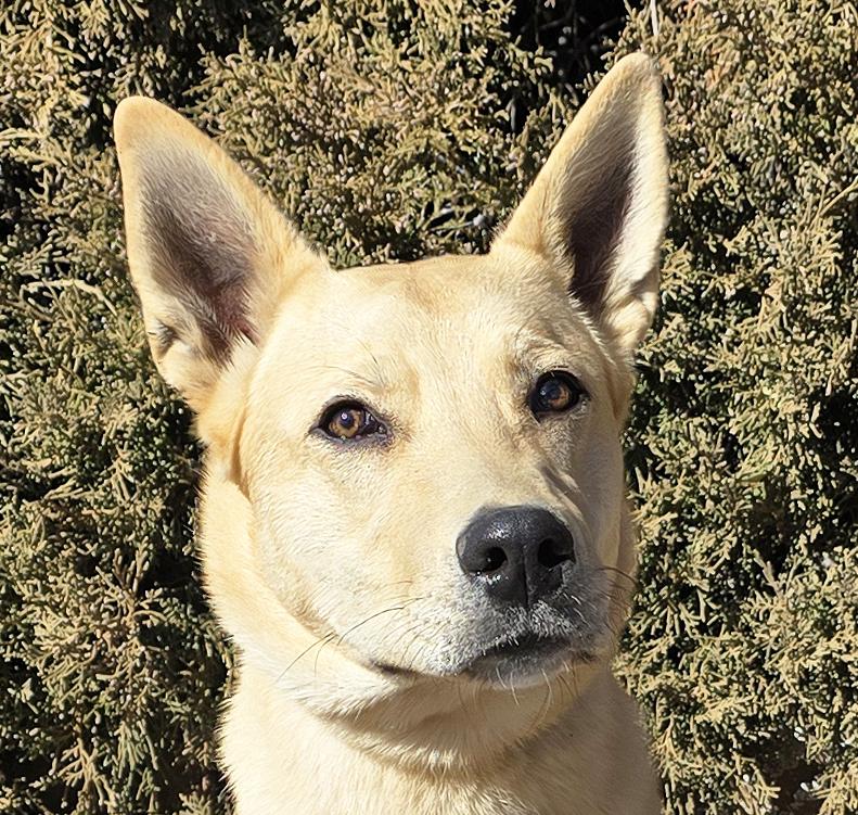 Dog for adoption - Stellar Mr Stryder ~ Amazing Labraherd / Shepador, a ...