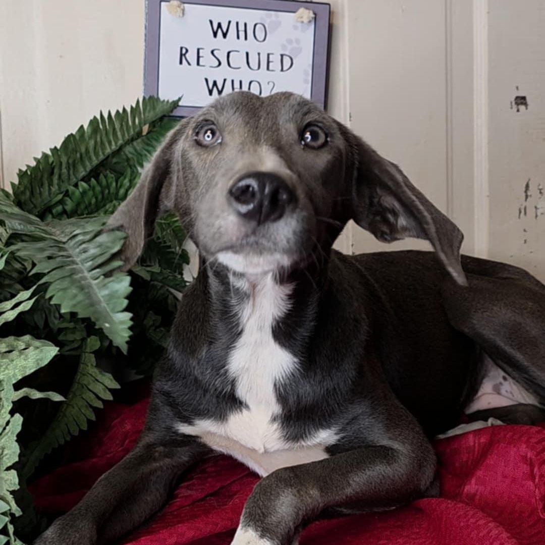 Dog for adoption - Blair, a Labrador Retriever & Blue Lacy Mix in ...