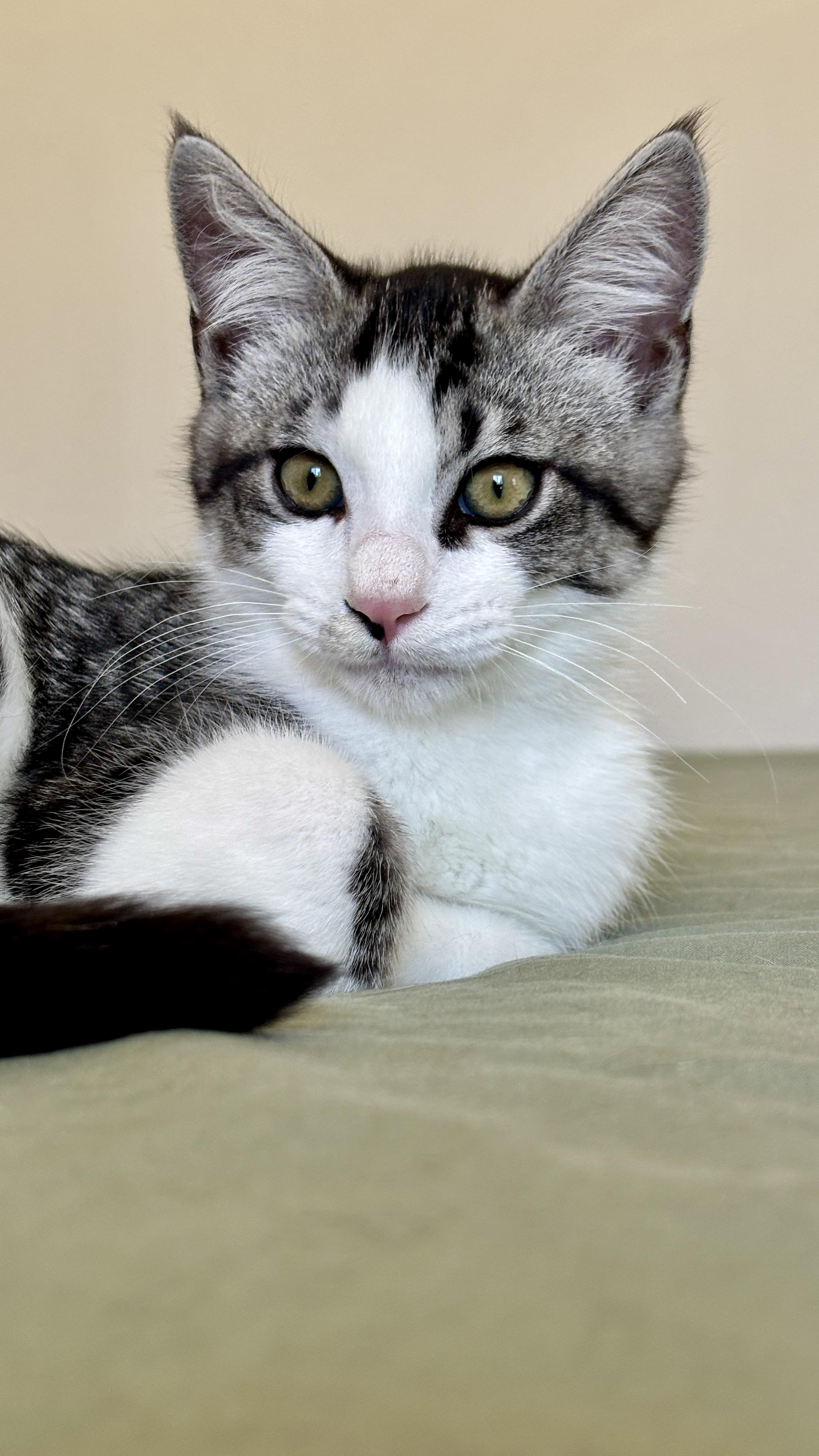 Cat for adoption - Sir Didymus and Bert - bonded pair, a Domestic Short ...