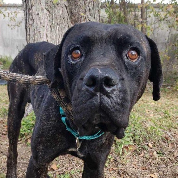 Dog for adoption - Rufio+, a Cane Corso Mix in Austin, TX | Petfinder