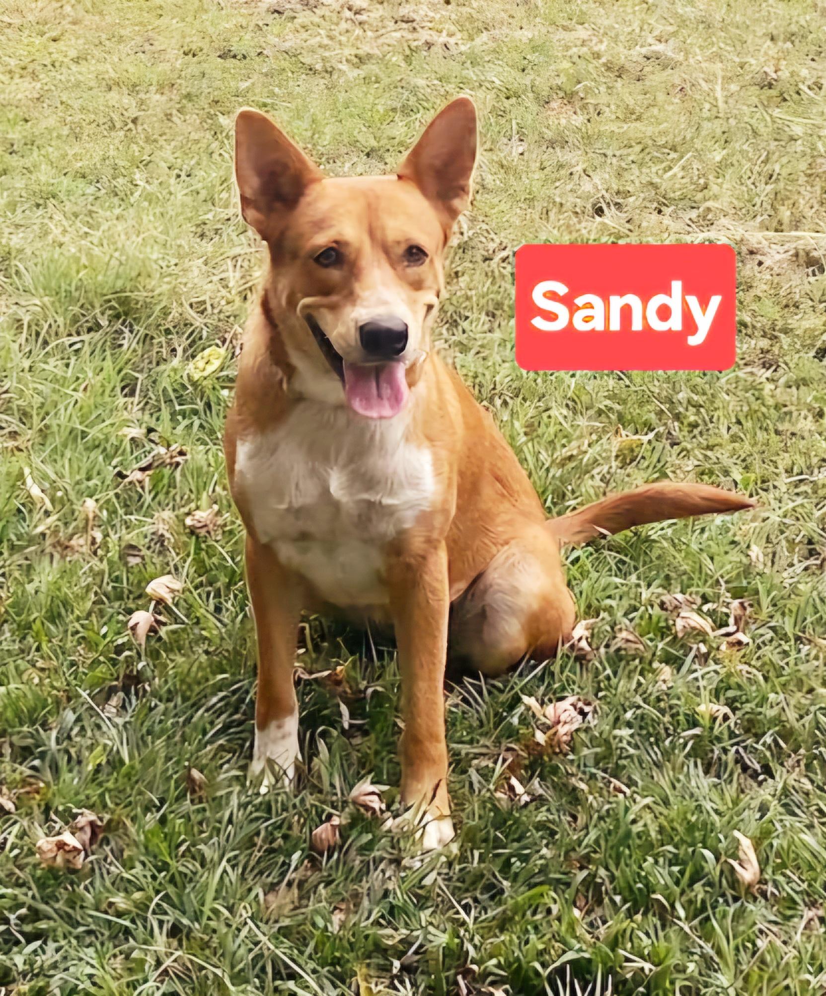 Dog for adoption - Sandy, a Chow Chow & German Shepherd Dog Mix in ...