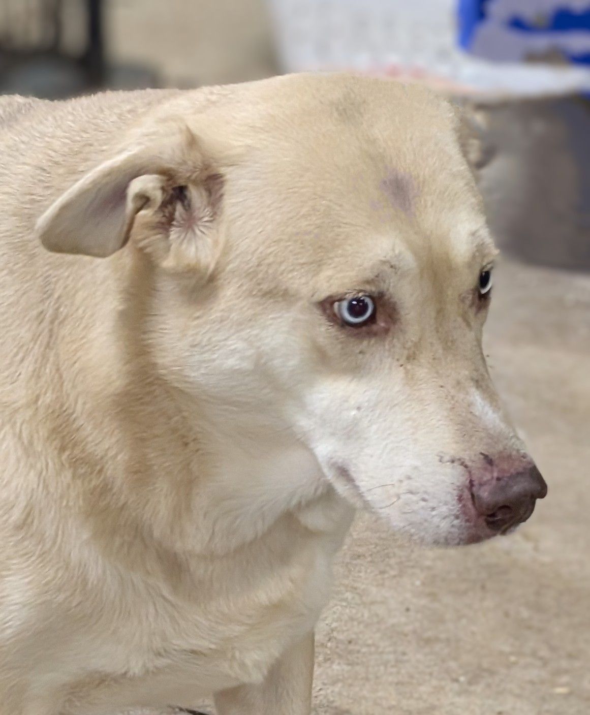 Dog for adoption - Vito and Mario, a Husky & German Shepherd Dog Mix in ...