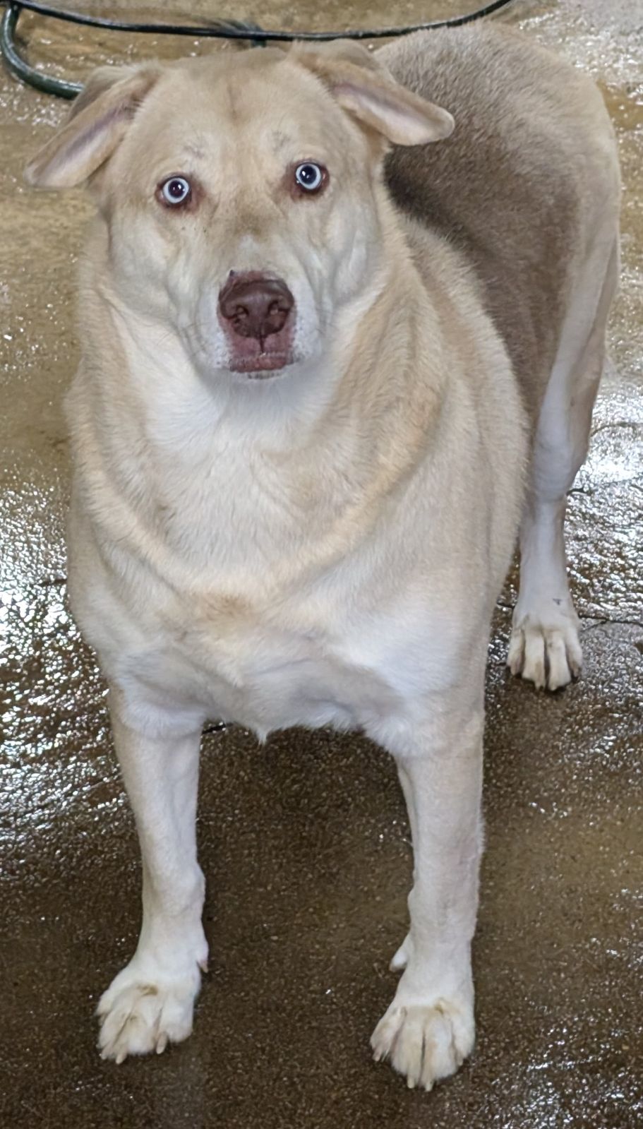 Dog for adoption - Vito and Mario, a Husky & German Shepherd Dog Mix in ...