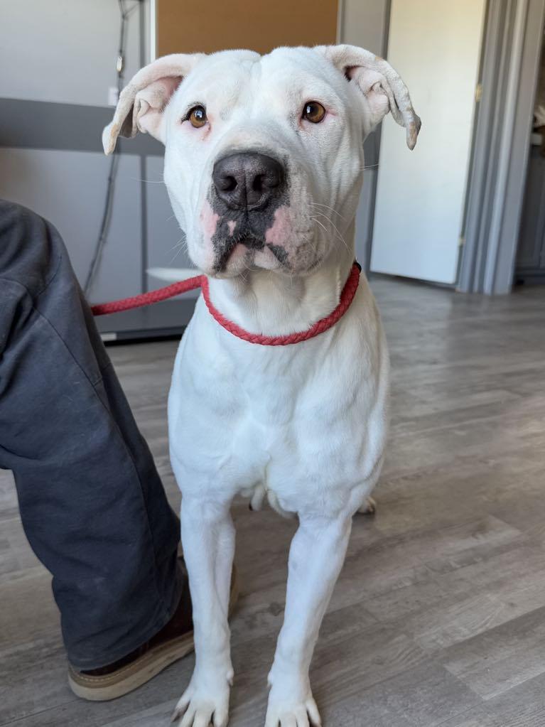 Dog for adoption - Maggie, a Shar-Pei & Pit Bull Terrier Mix in Socorro ...