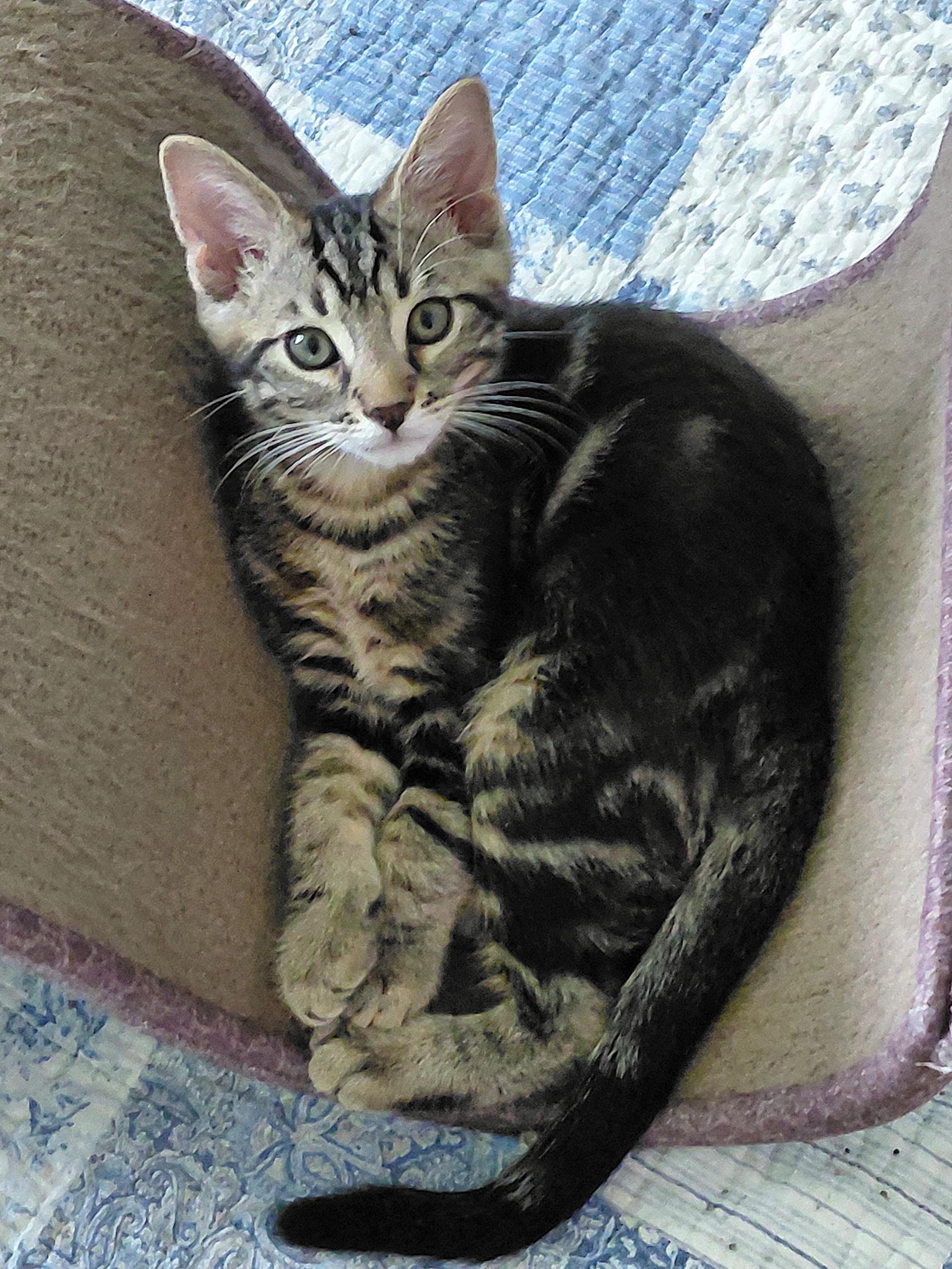 Churro - Adoptable Pet | Petfinder | Petfinder