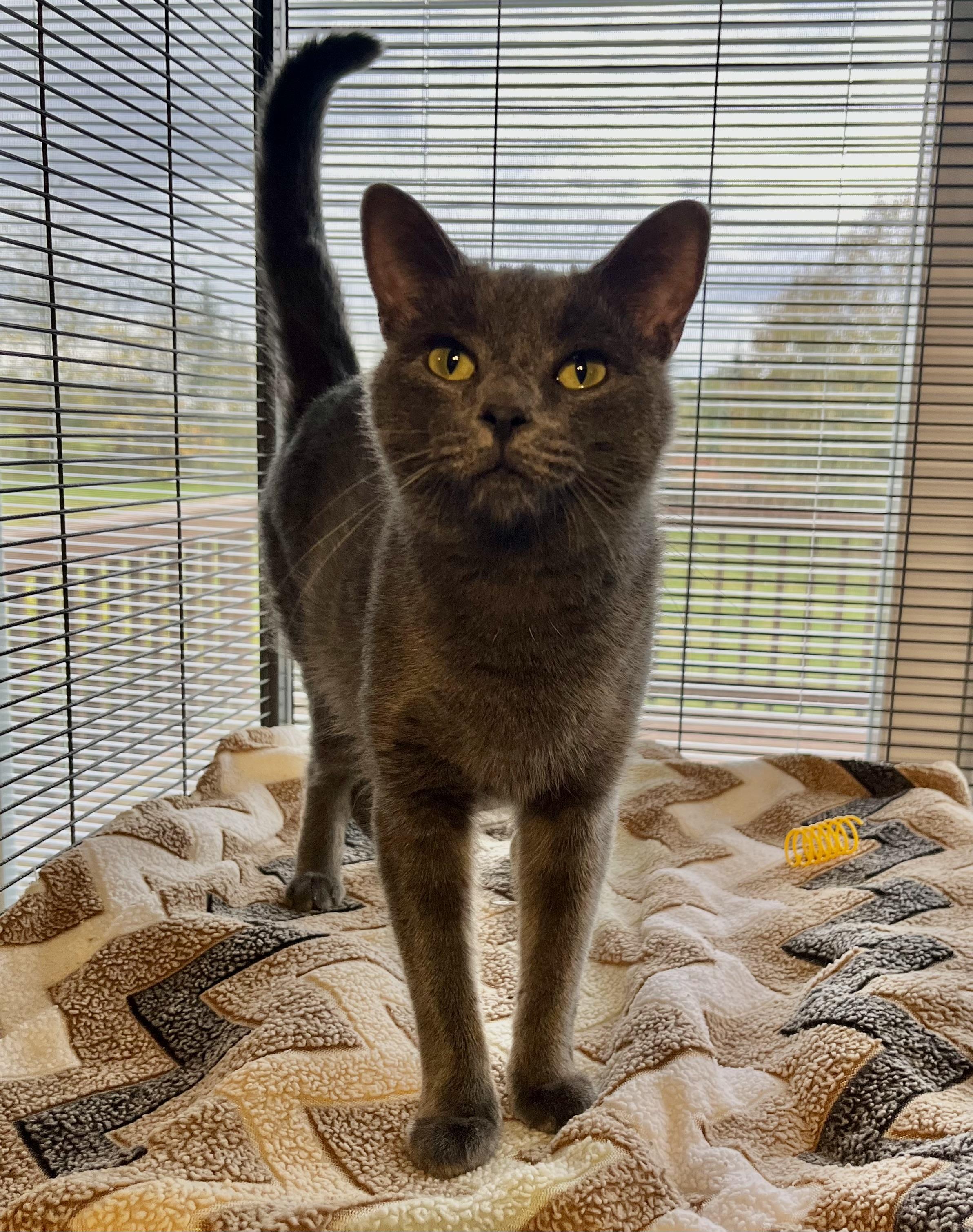 Cat for adoption - Church, a Domestic Short Hair in Seville, OH | Petfinder