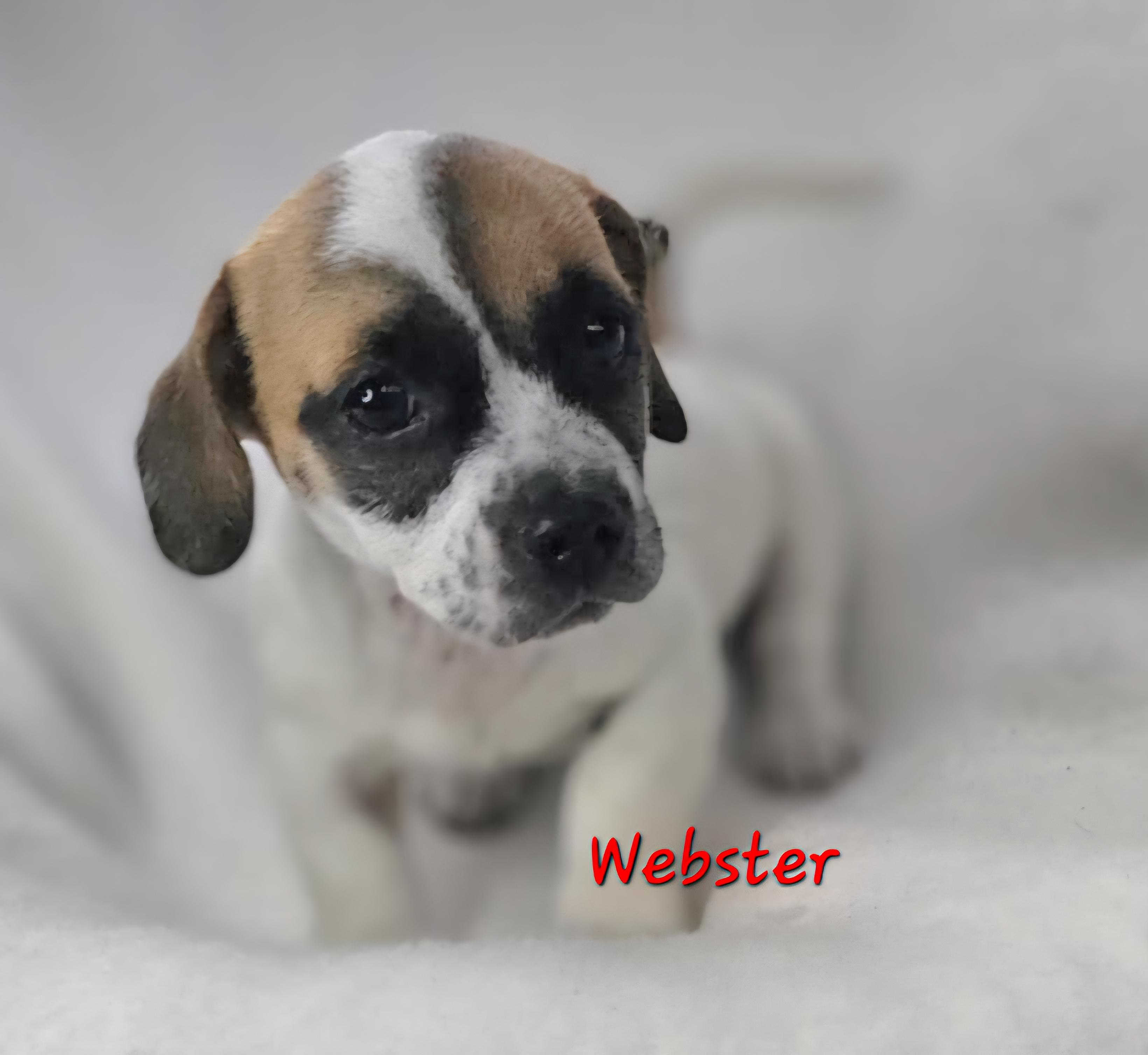 Dog for adoption - Webster, a Dachshund & West Highland White Terrier ...
