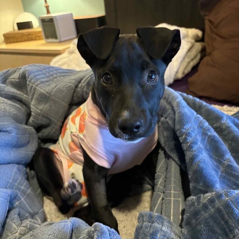 Dog for adoption - Daiquiri Matilda Is More Fun Than A Umbrella Drink ...